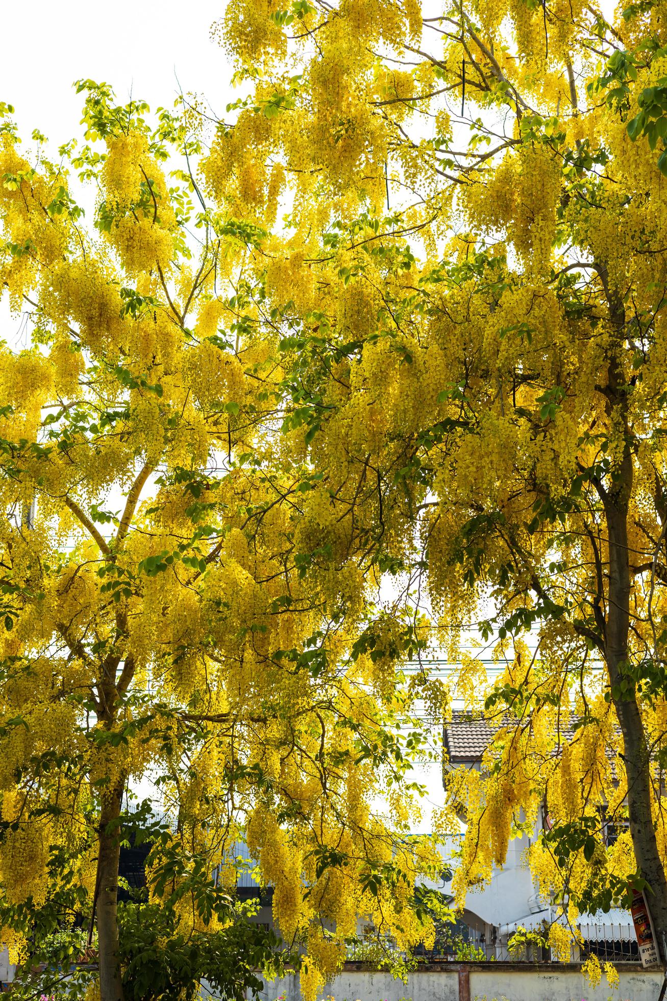 Cassia fistula, Golden Shower Tree, which has beautiful yellow blossoms. 7557080 Stock Photo at ...
