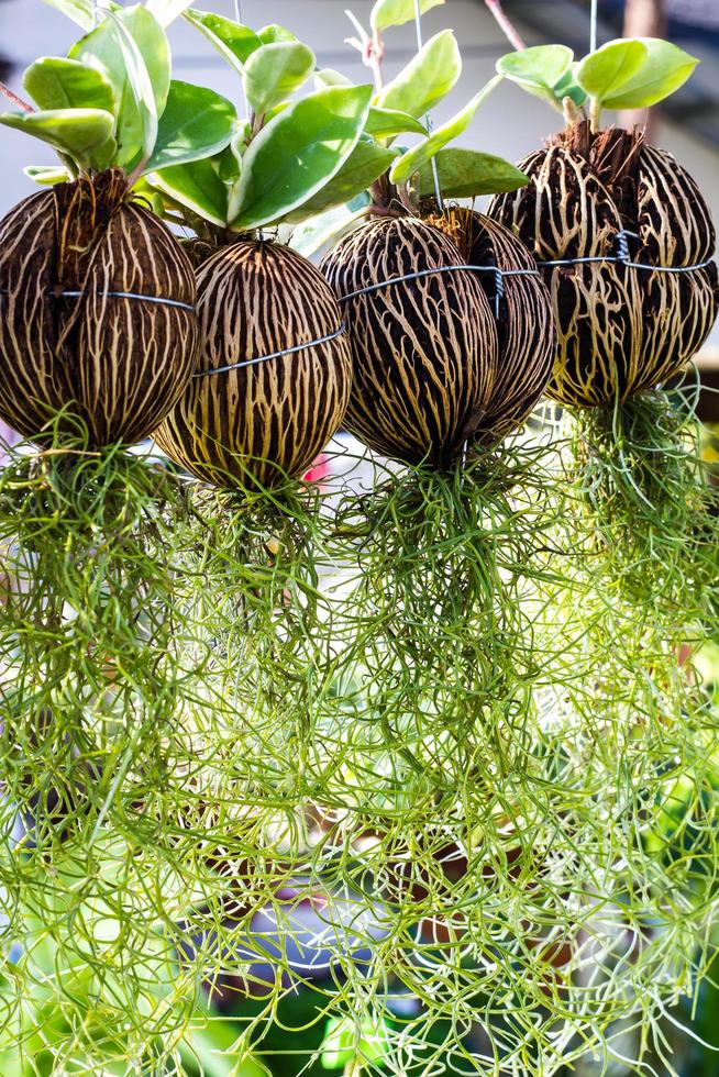 Spanish Moss hanging . 7557831 Stock Photo at Vecteezy Spanish Moss hanging . 7557831 Stock Photo at Vecteezy