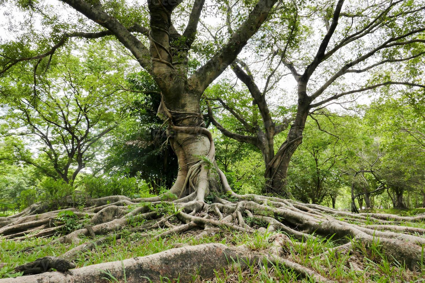 A large tree with roots covering the ground, a large tree in the garden ...