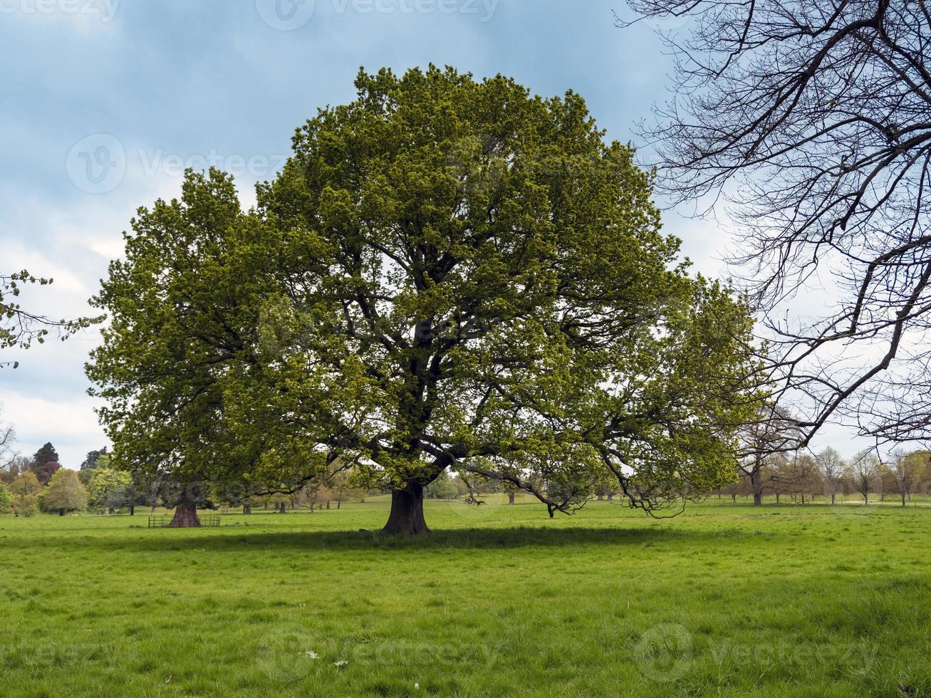 Oak tree in a park with fresh spring leaves 7615420 Stock Photo at Vecteezy