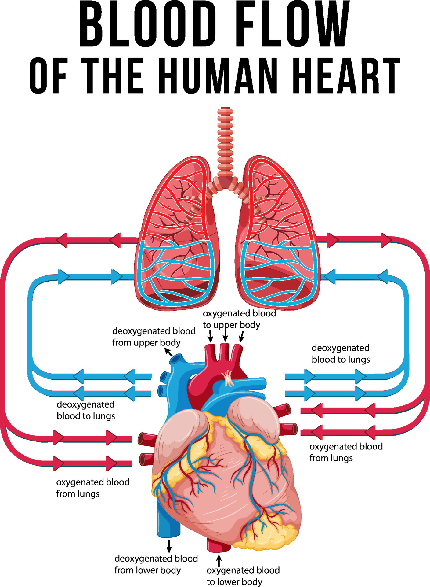 Diagram showing blood flow in human heart 7637578 Vector Art at Vecteezy Diagram showing blood flow in human heart 7637578 Vector Art at Vecteezy