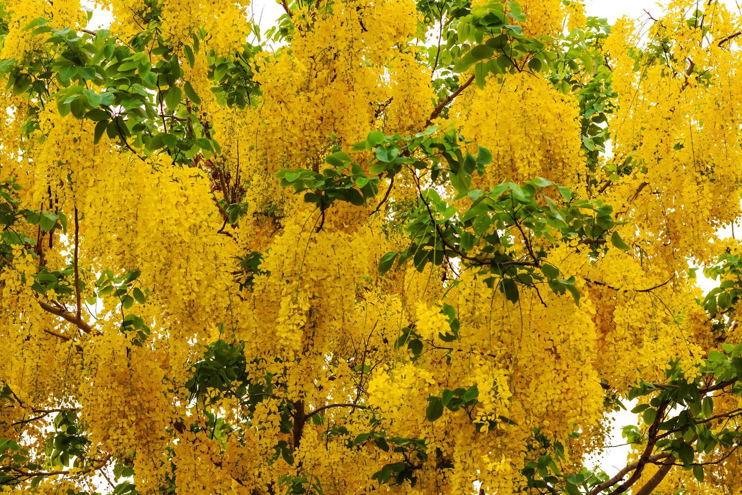 Cassia fistula, Golden Shower Tree. 7674743 Stock Photo at Vecteezy