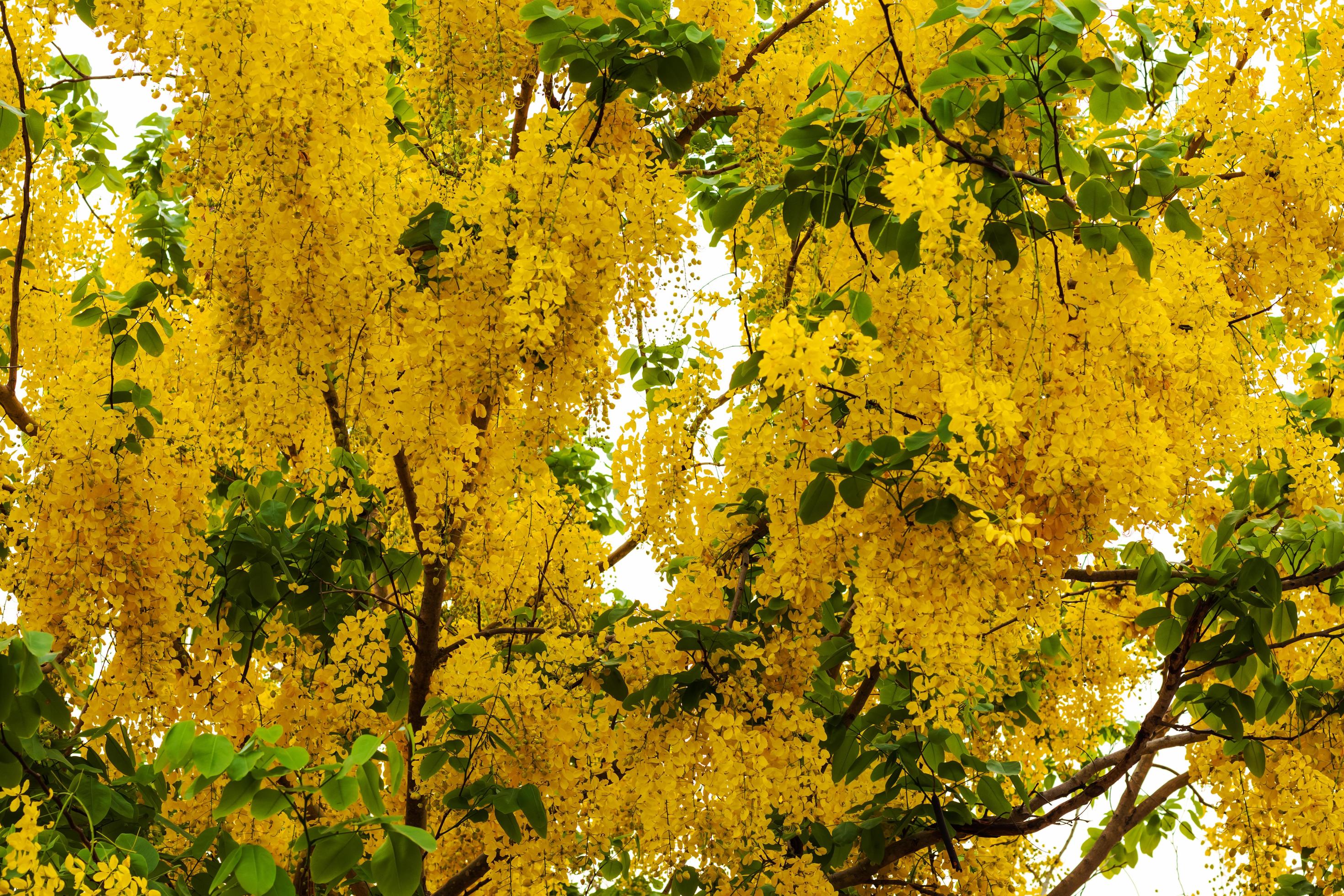 Cassia fistula, Golden Shower Tree. 7674746 Stock Photo at Vecteezy