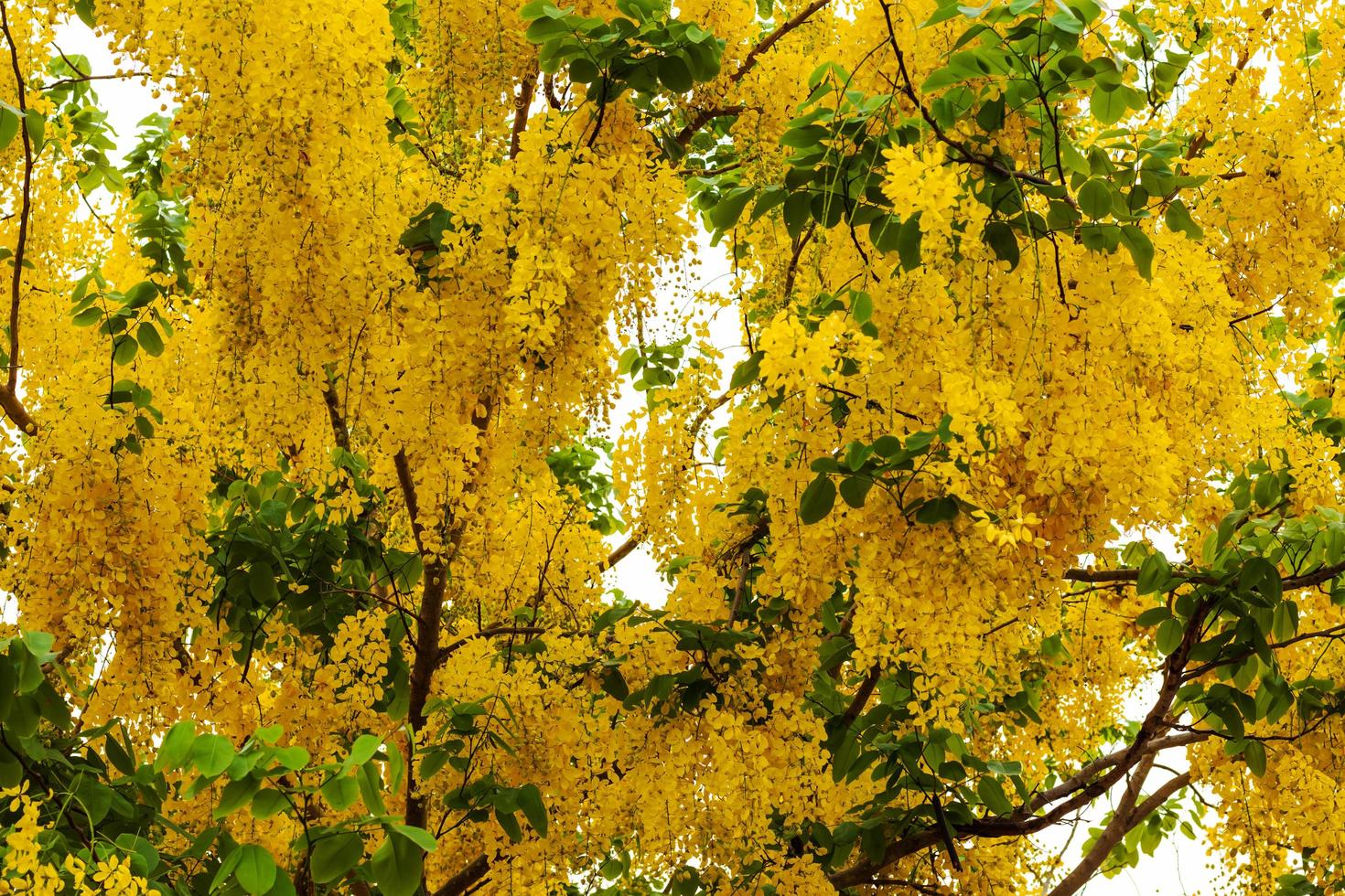 Cassia fistula, Golden Shower Tree. 7674746 Stock Photo at Vecteezy