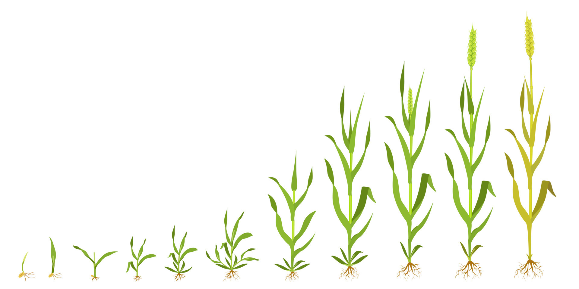 trigo de crecimiento en etapas. infografía de la germinación de granos ...
