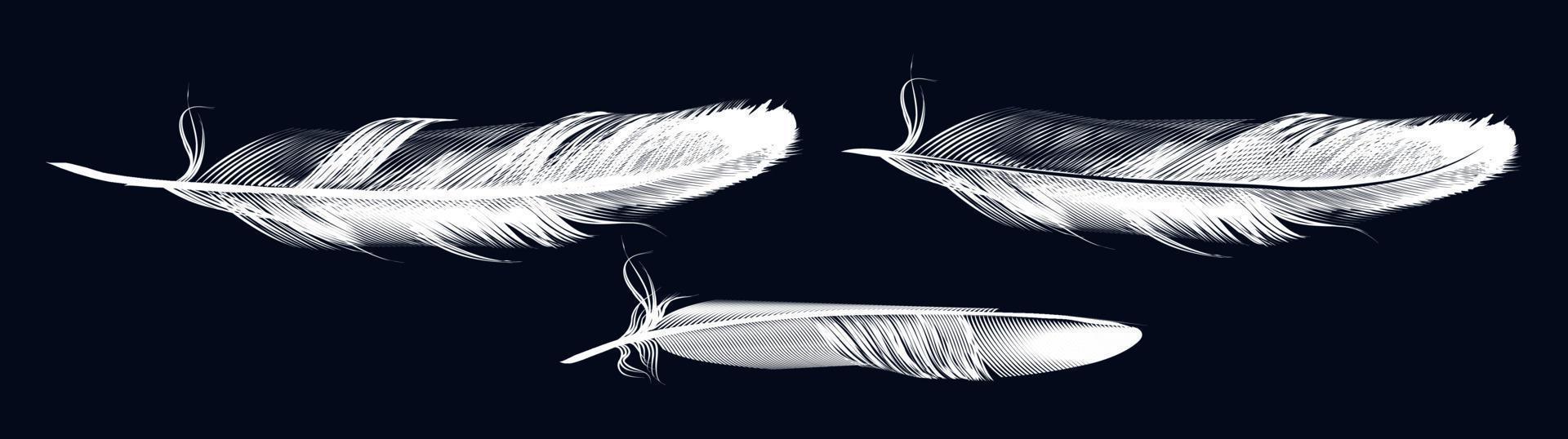 Feather Vector Art, Icons, and Graphics for Free Download