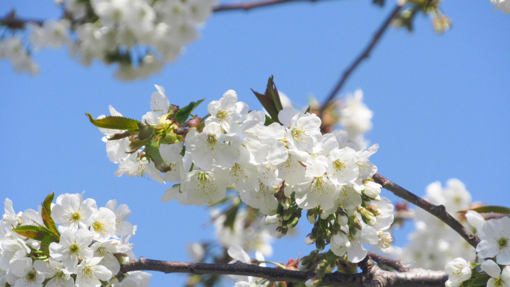 cherry blossom. flowering tree in spring. tree with white flowers on ...