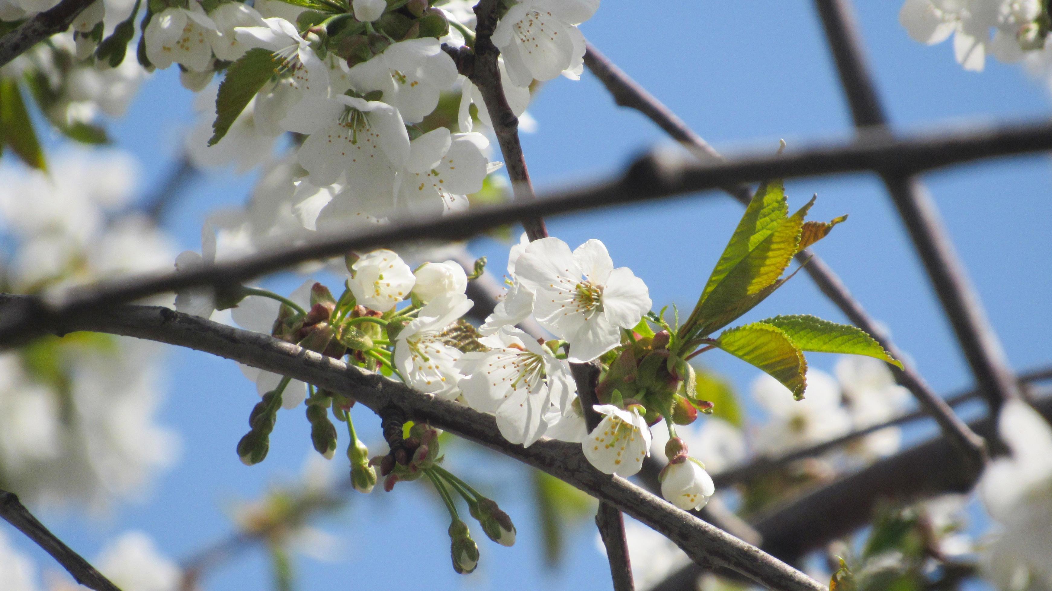cherry blossom. flowering tree in spring. tree with white flowers on ...