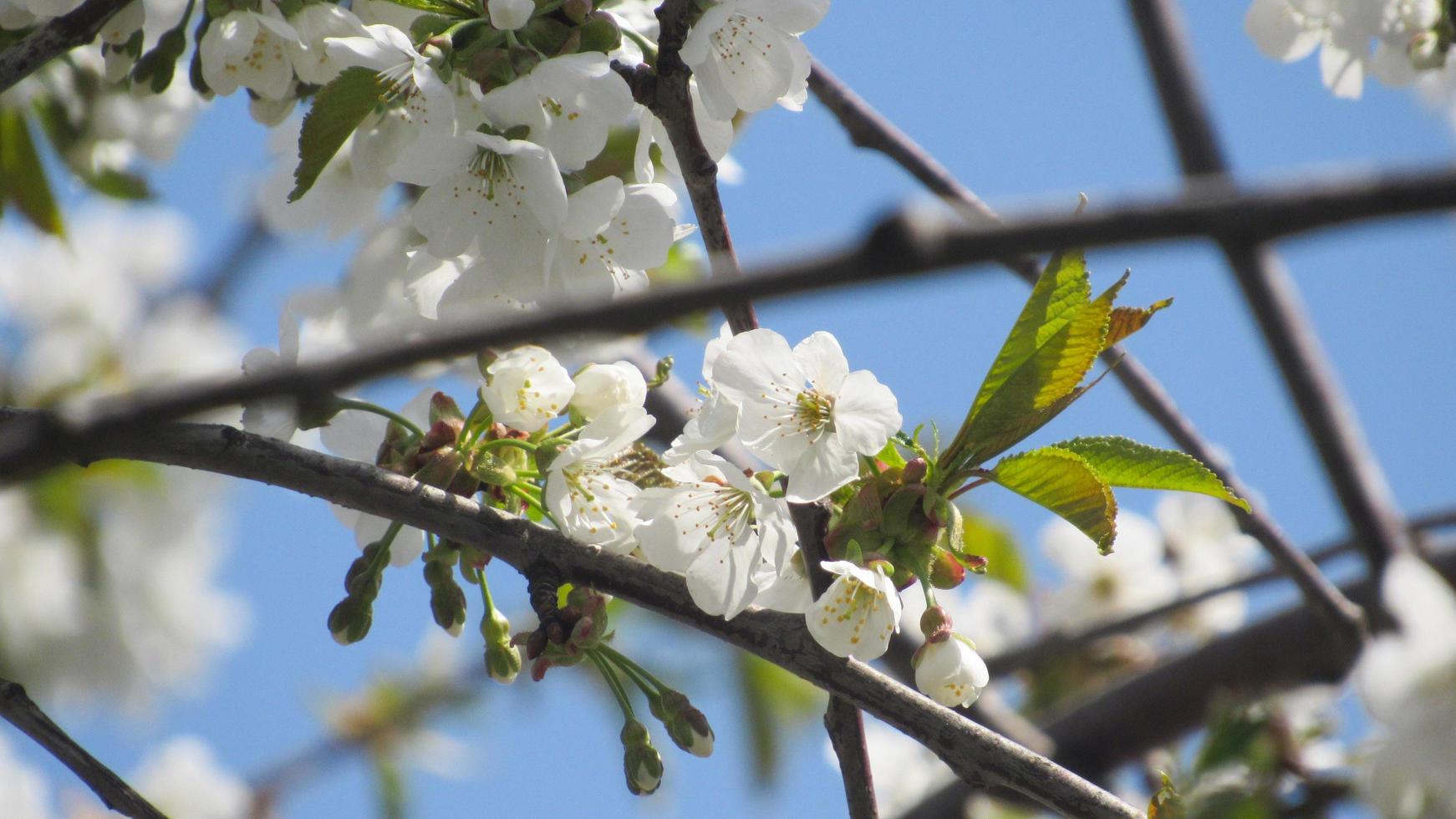 cherry blossom. flowering tree in spring. tree with white flowers on ...