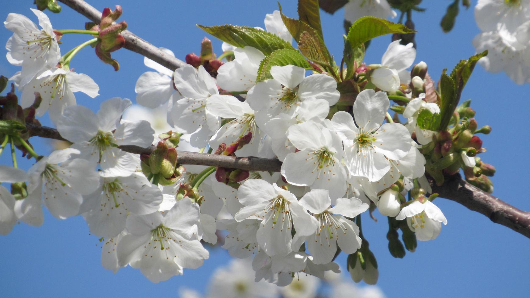 cherry blossom. flowering tree in spring. tree with white flowers on ...