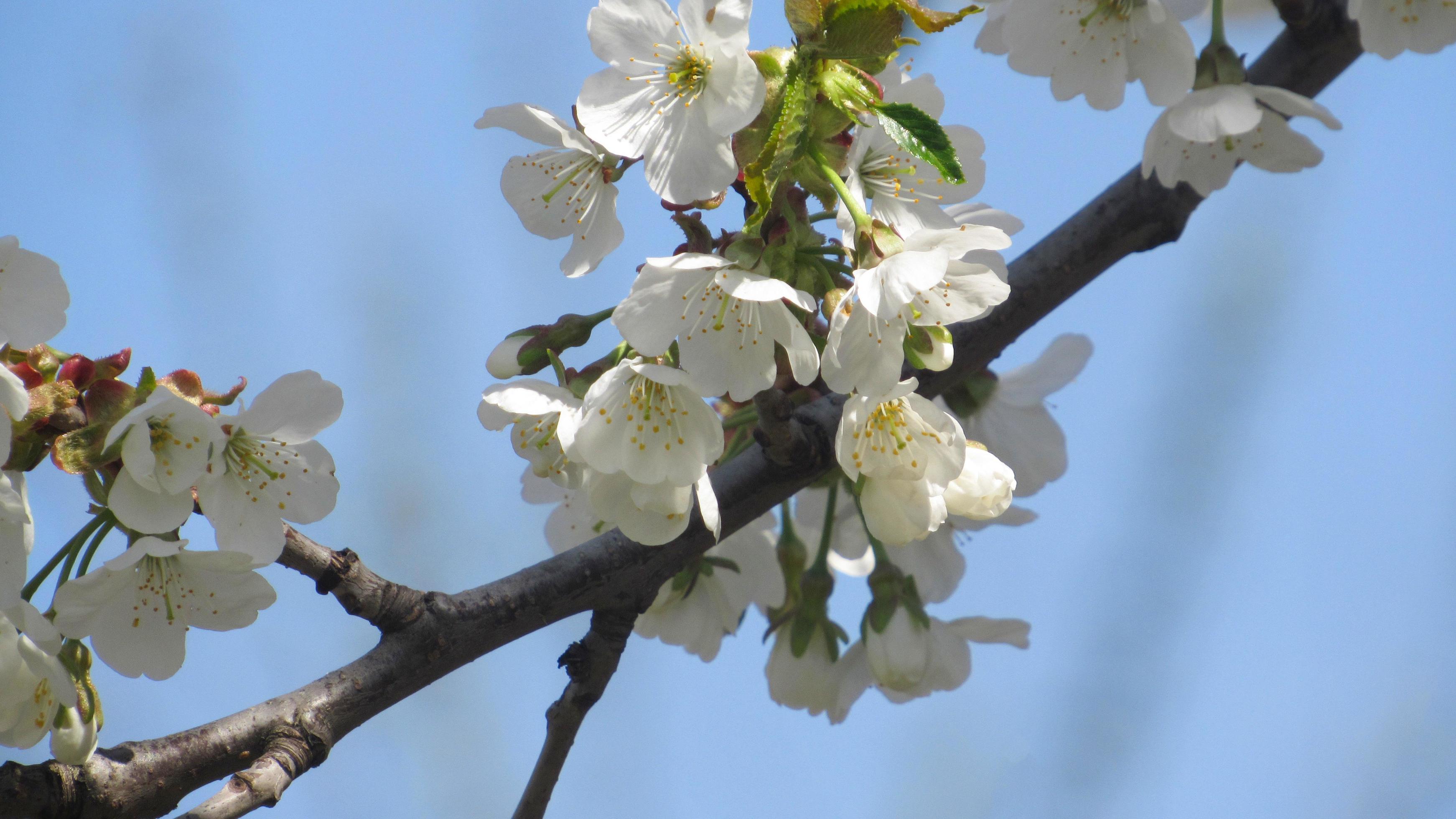 cherry blossom. flowering tree in spring. tree with white flowers on ...