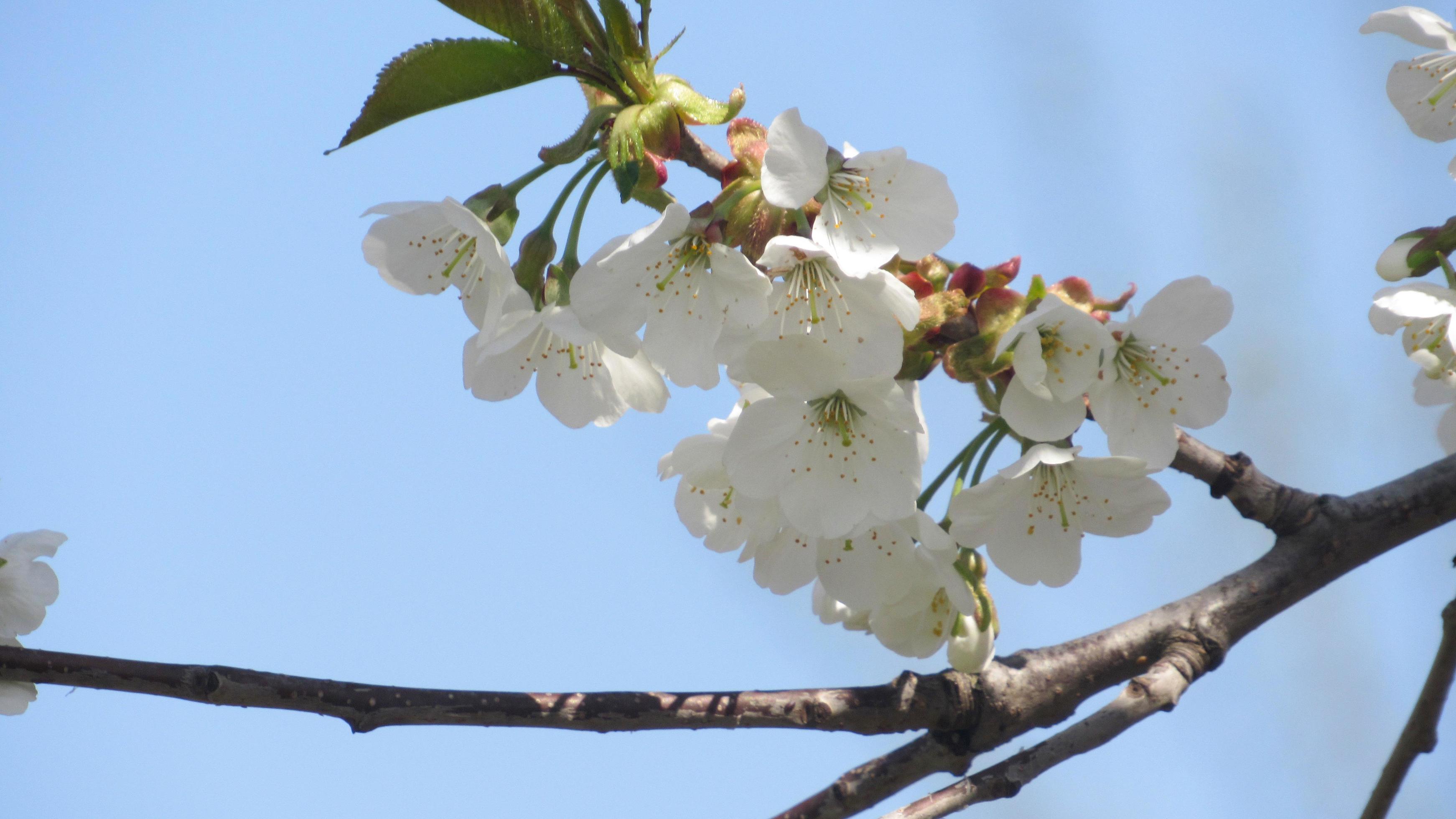 cherry blossom. flowering tree in spring. tree with white flowers on ...
