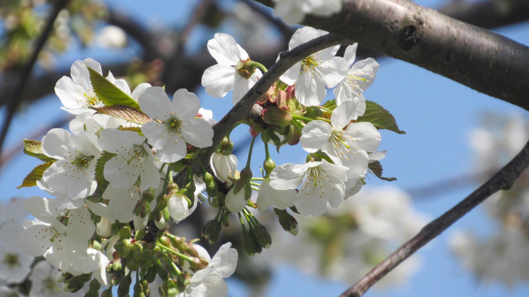 cherry blossom. flowering tree in spring. tree with white flowers on ...