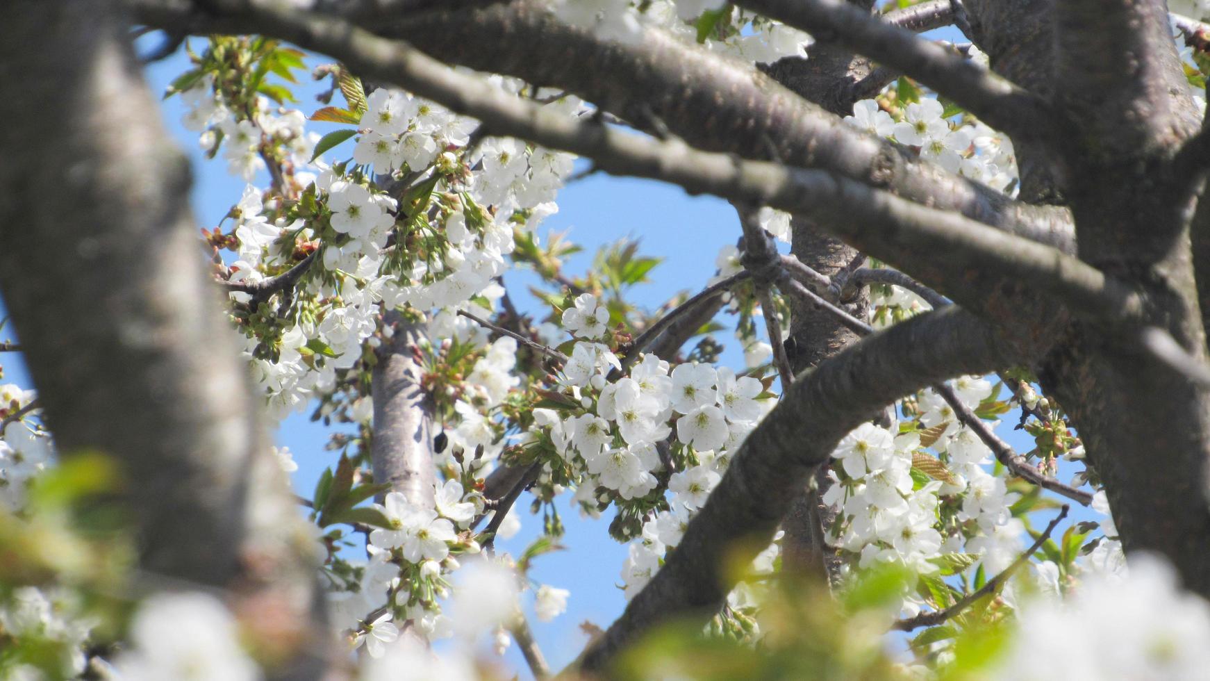 cherry blossom. flowering tree in spring. tree with white flowers on ...