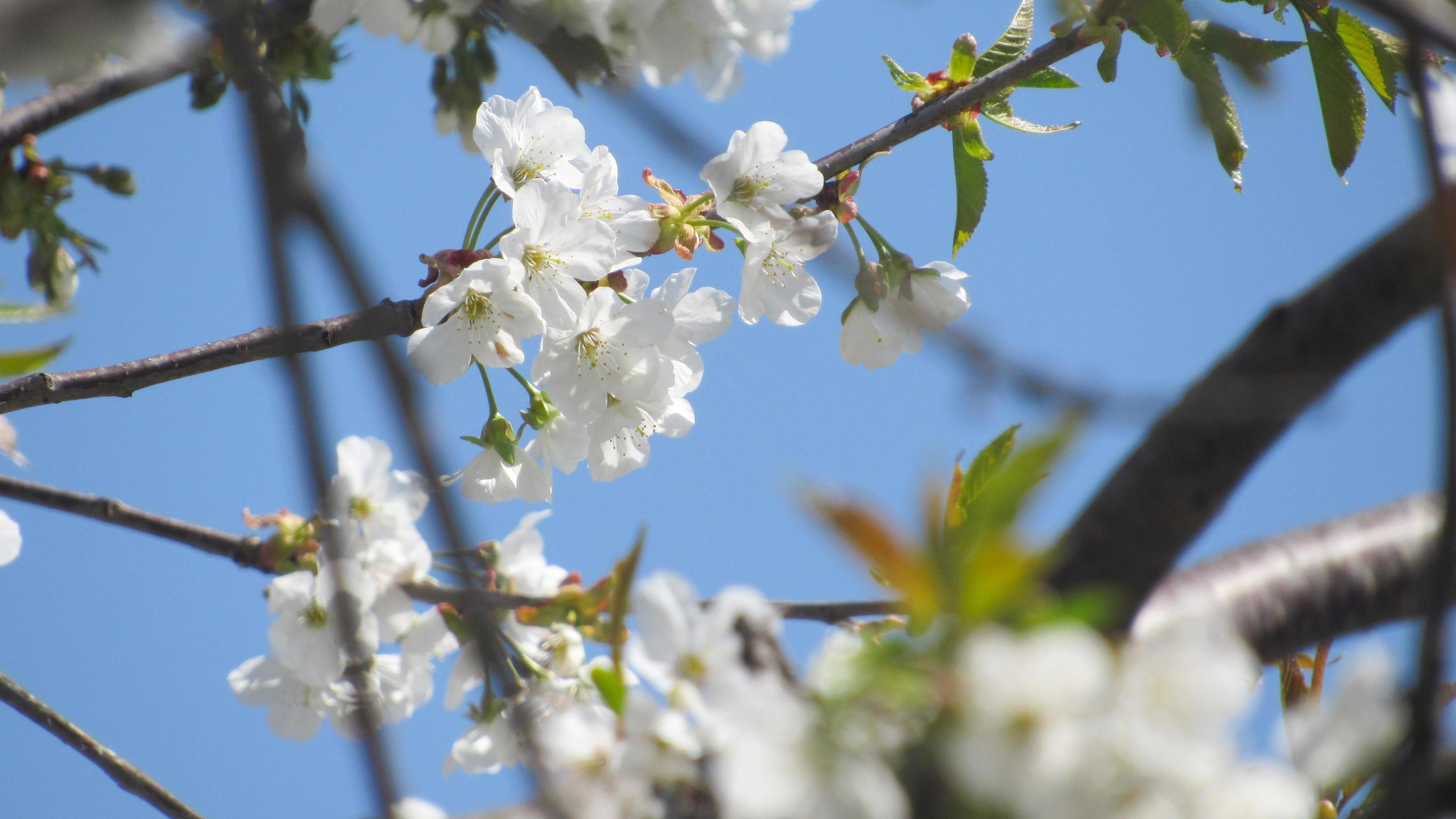 cherry blossom. flowering tree in spring. tree with white flowers on ...