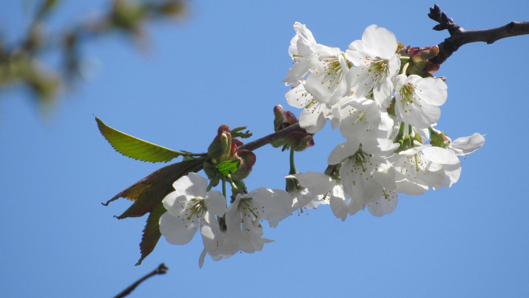 cherry blossom. flowering tree in spring. tree with white flowers on ...