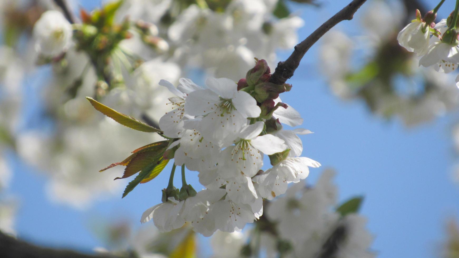 cherry blossom. flowering tree in spring. tree with white flowers on ...