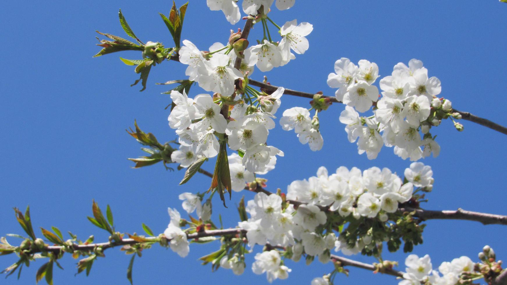 cherry blossom. flowering tree in spring. tree with white flowers on ...