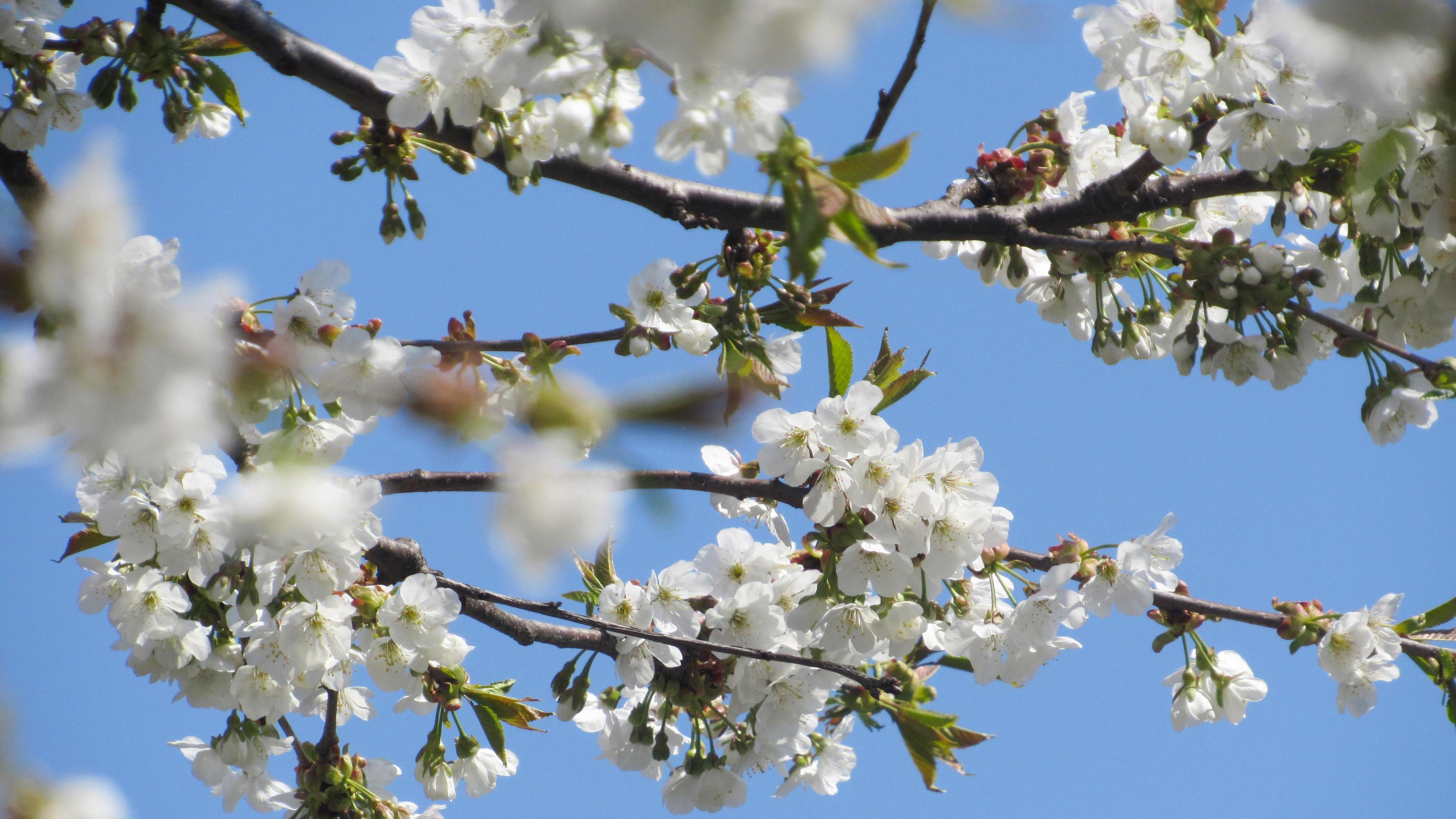 cherry blossom. flowering tree in spring. tree with white flowers on ...