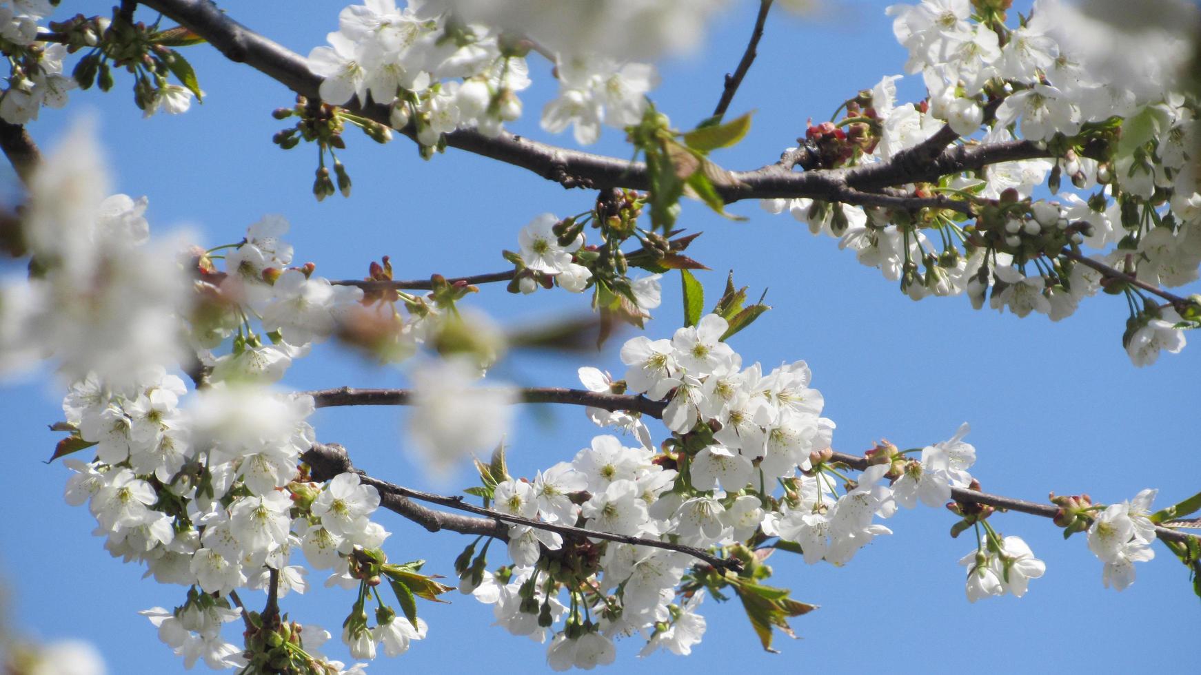 cherry blossom. flowering tree in spring. tree with white flowers on ...