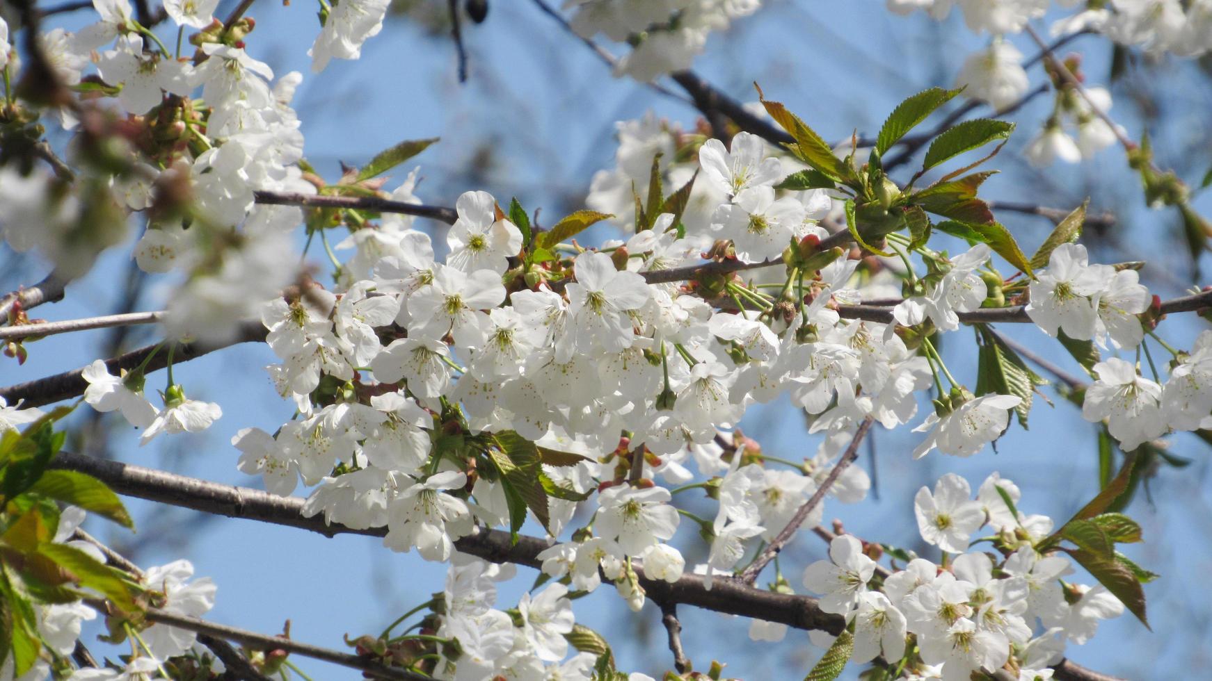cherry blossom. flowering tree in spring. tree with white flowers on ...