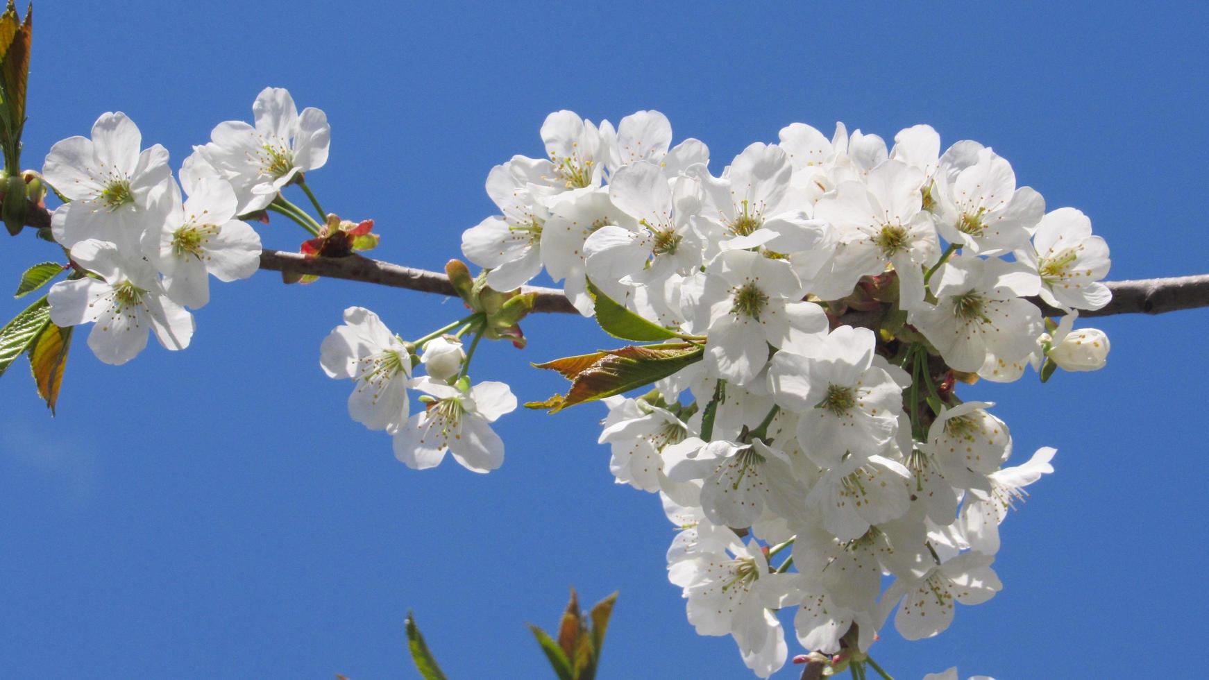 cherry blossom. flowering tree in spring. tree with white flowers on ...