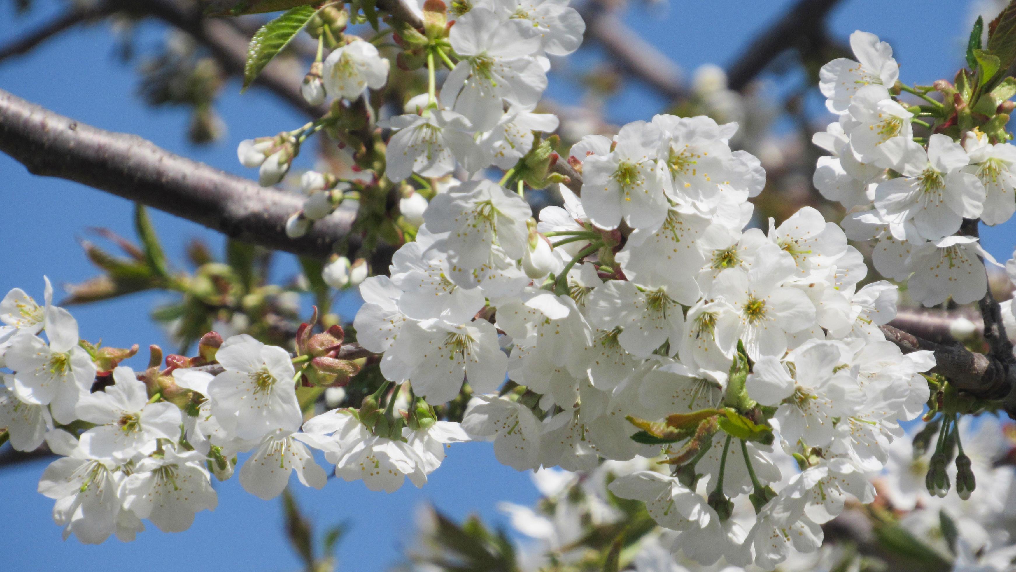 cherry blossom. flowering tree in spring. tree with white flowers on ...