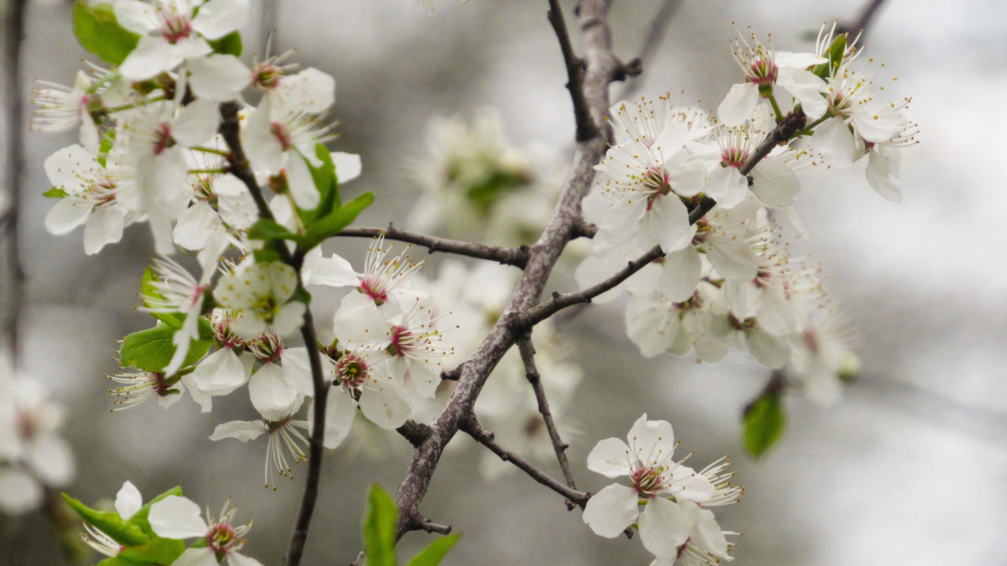 cherry blossom. flowering tree in spring. tree with white flowers on ...