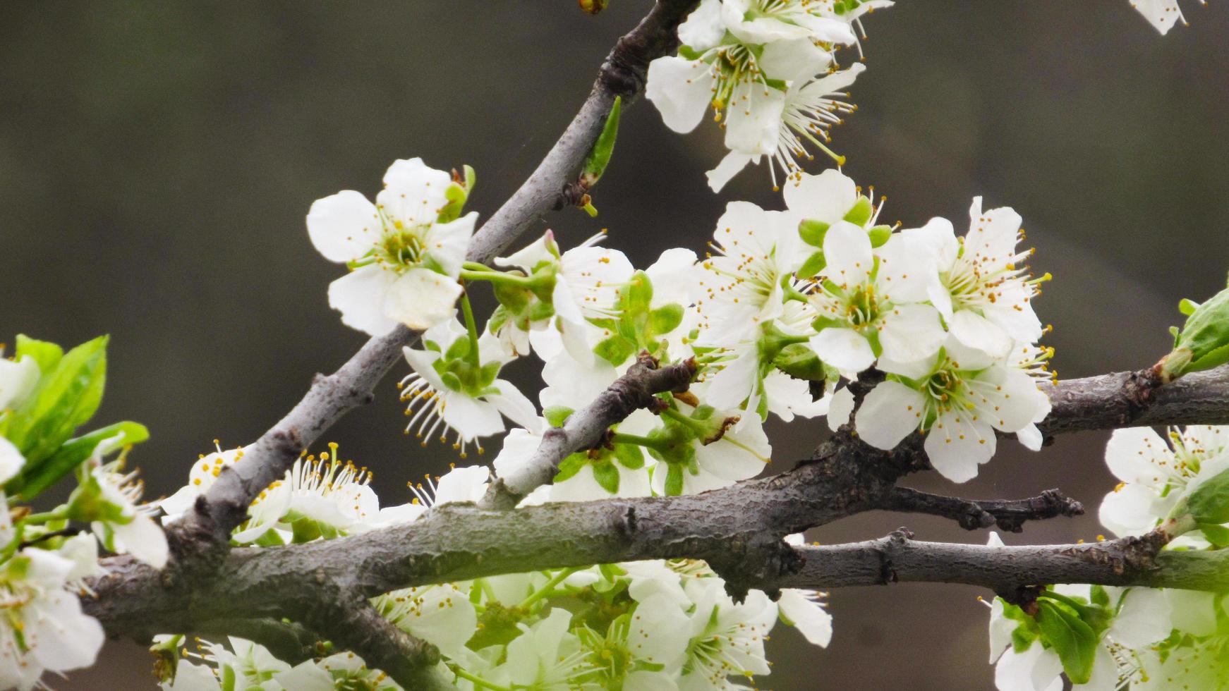 cherry blossom. flowering tree in spring. tree with white flowers on ...