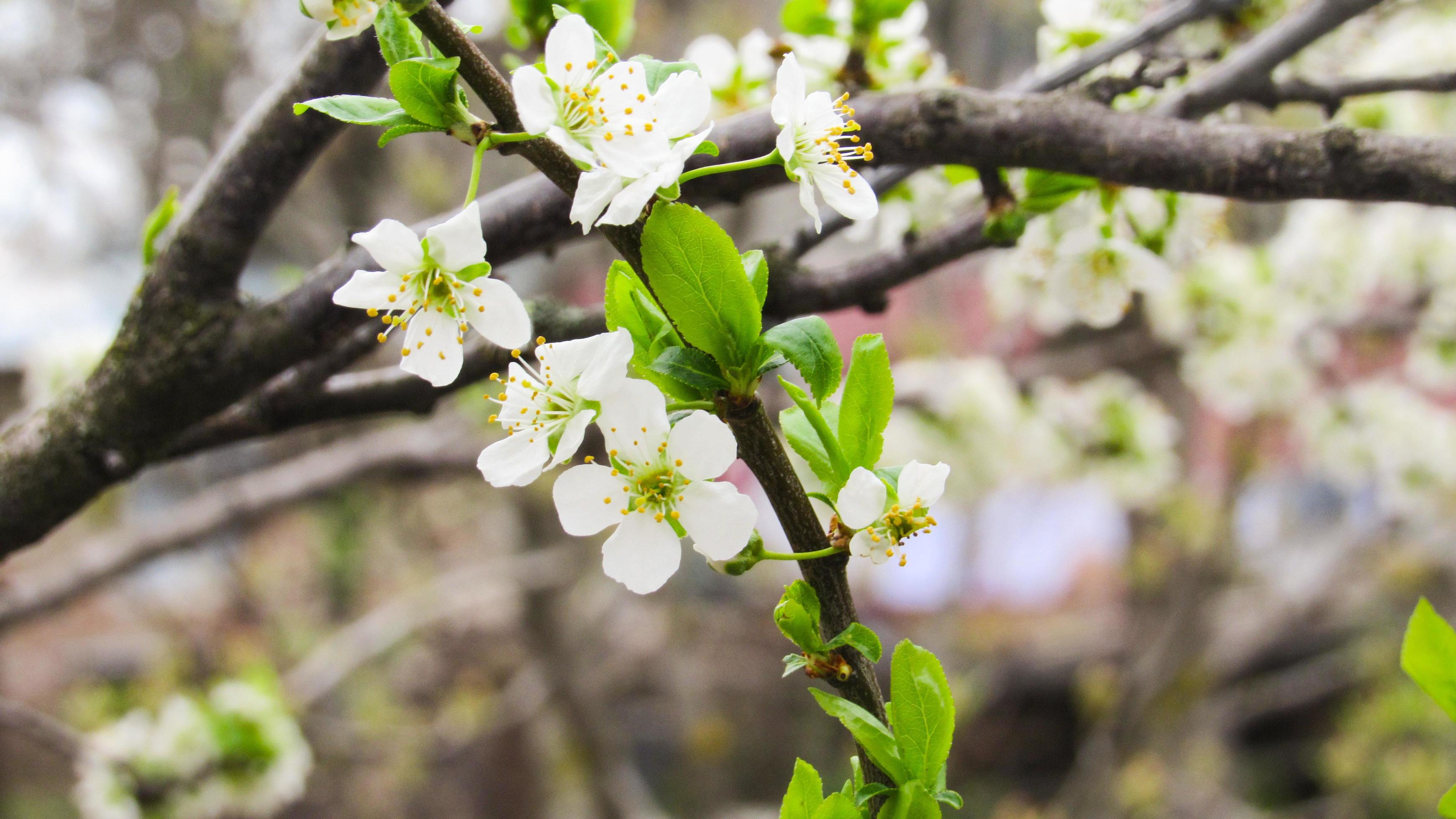 cherry blossom. flowering tree in spring. tree with white flowers on ...