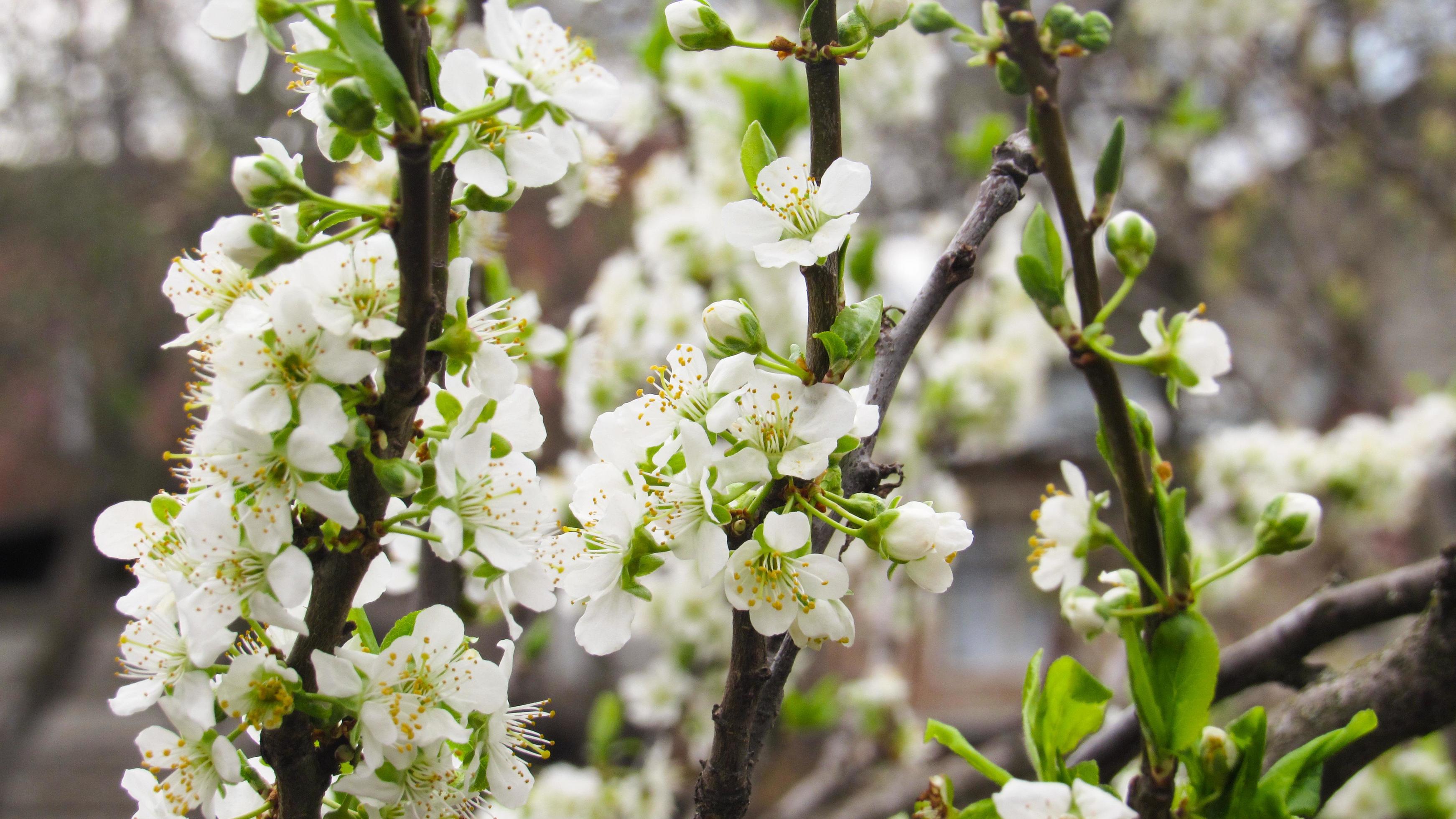 cherry blossom. flowering tree in spring. tree with white flowers on ...