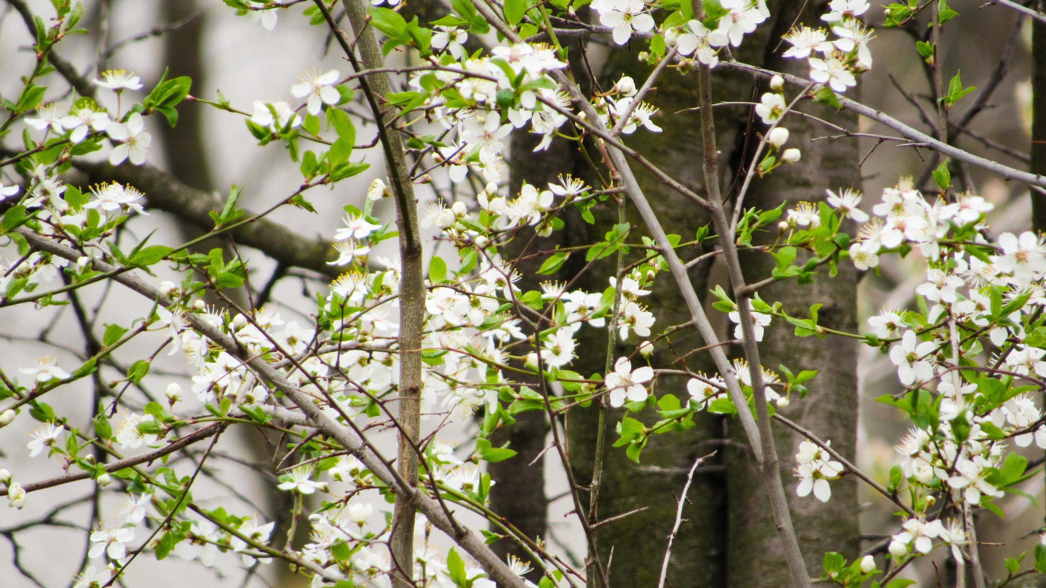 cherry blossom. flowering tree in spring. tree with white flowers on ...