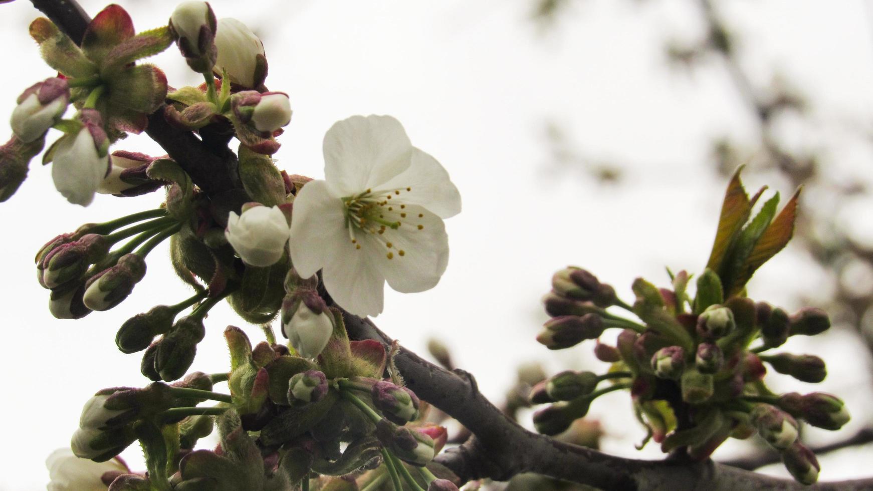 cherry blossom. flowering tree in spring. tree with white flowers on ...