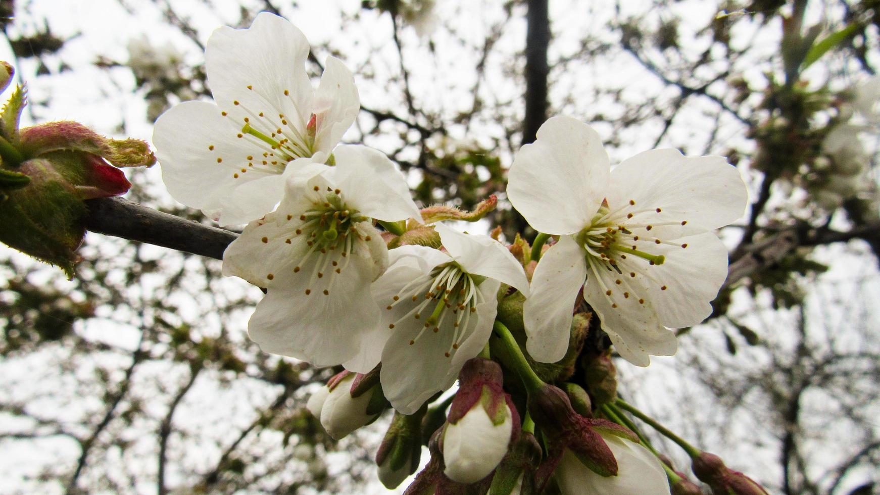 cherry blossom. flowering tree in spring. tree with white flowers on ...