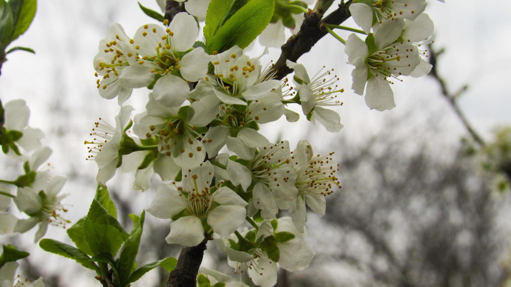 cherry blossom. flowering tree in spring. tree with white flowers on ...