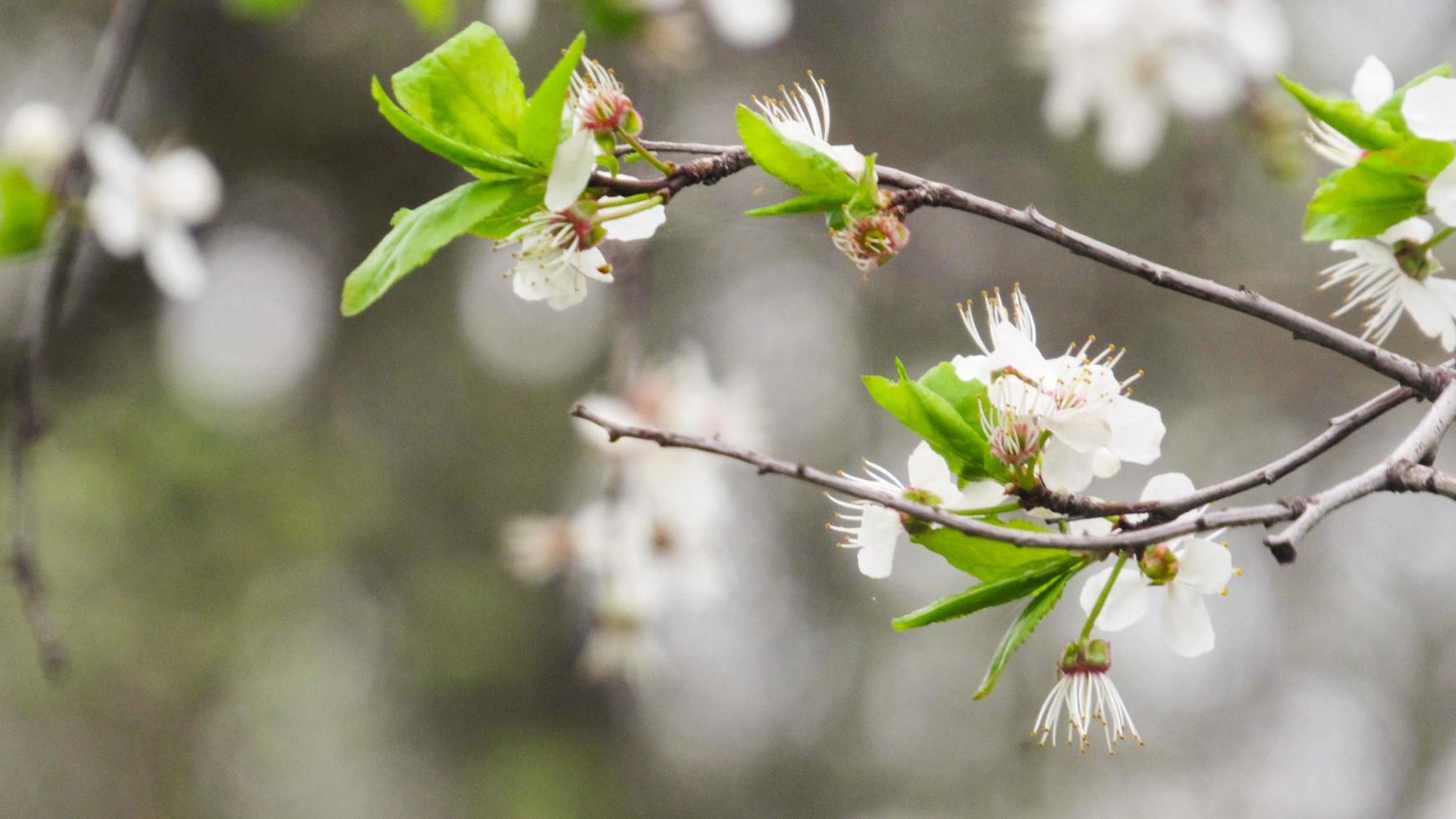 cherry blossom. flowering tree in spring. tree with white flowers on ...