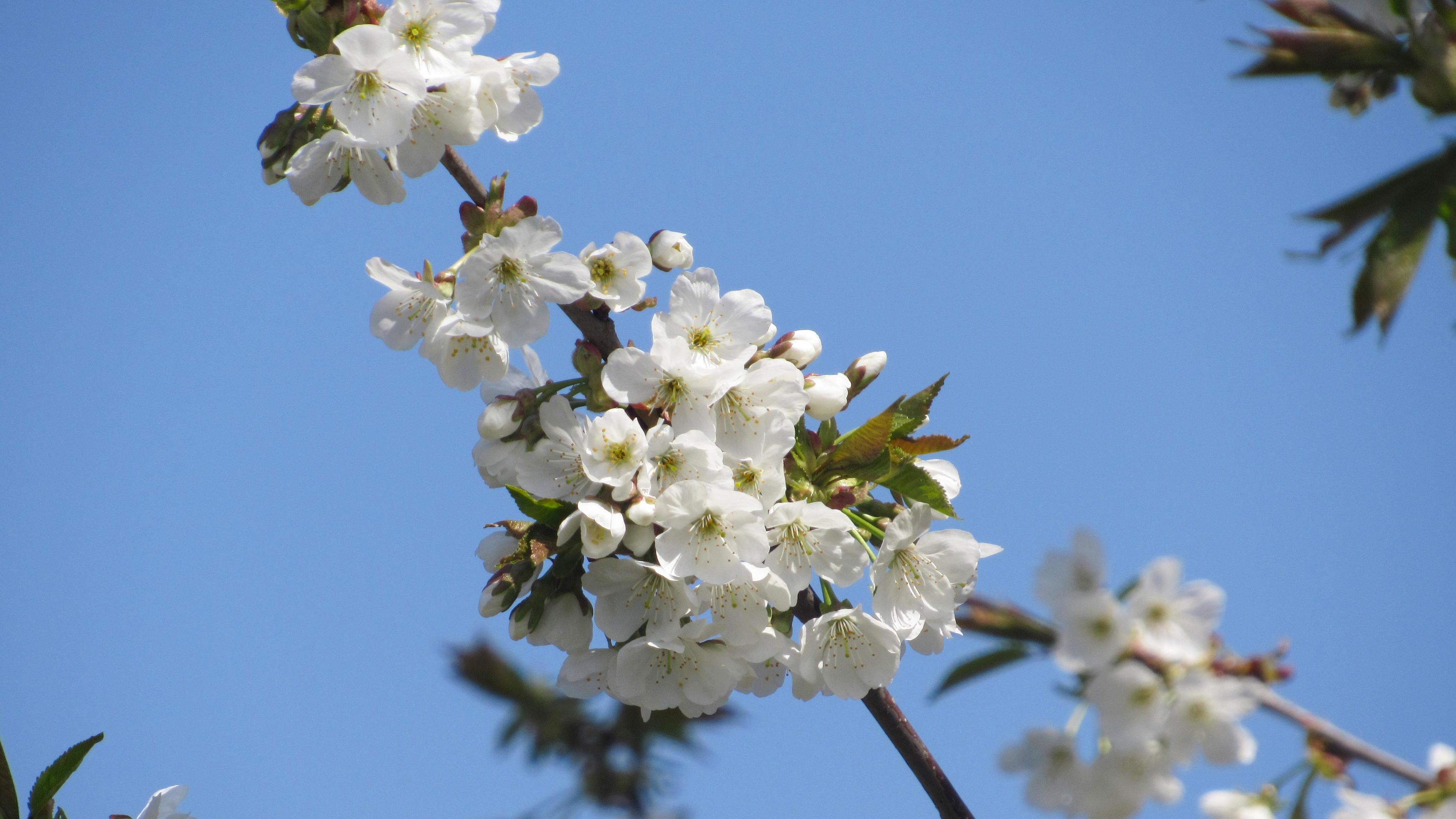 cherry blossom. flowering tree in spring. tree with white flowers on ...