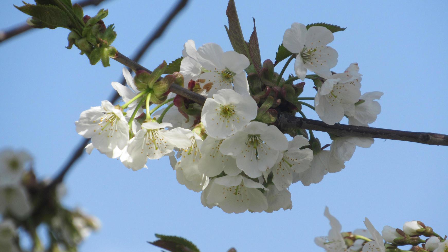 cherry blossom. flowering tree in spring. tree with white flowers on ...