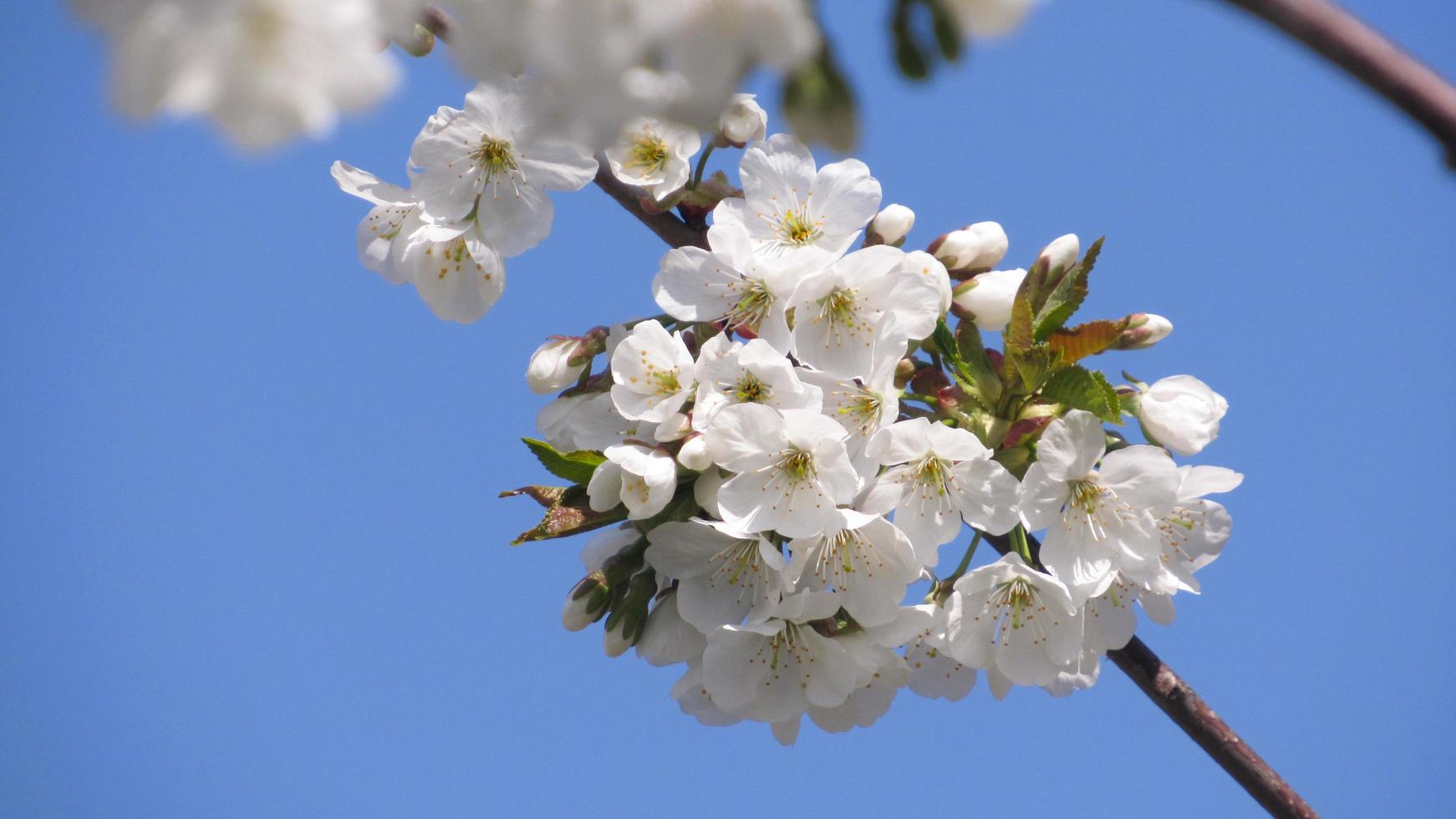cherry blossom. flowering tree in spring. tree with white flowers on ...