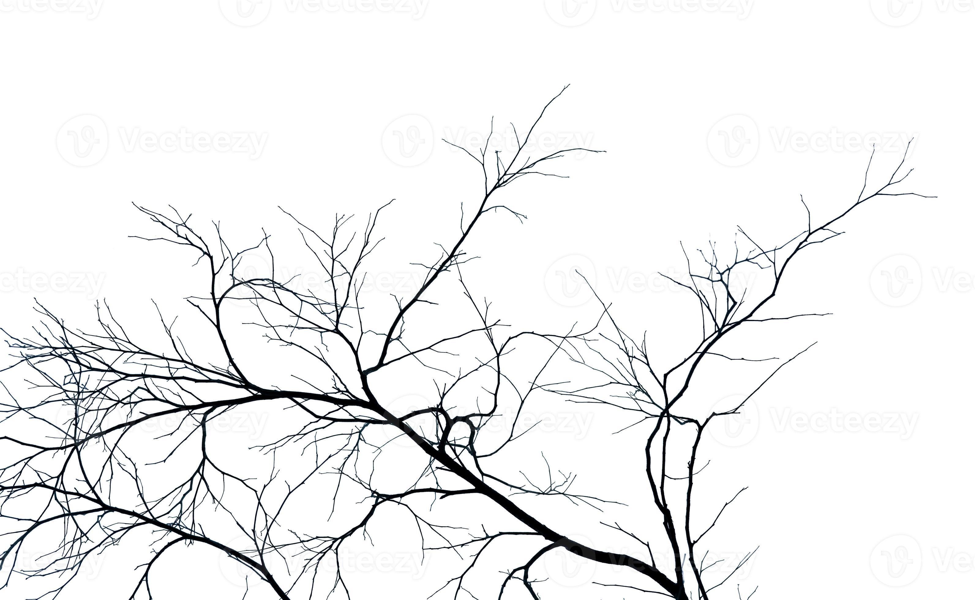 Dead tree and branch isolated on white background. Black branches of ...
