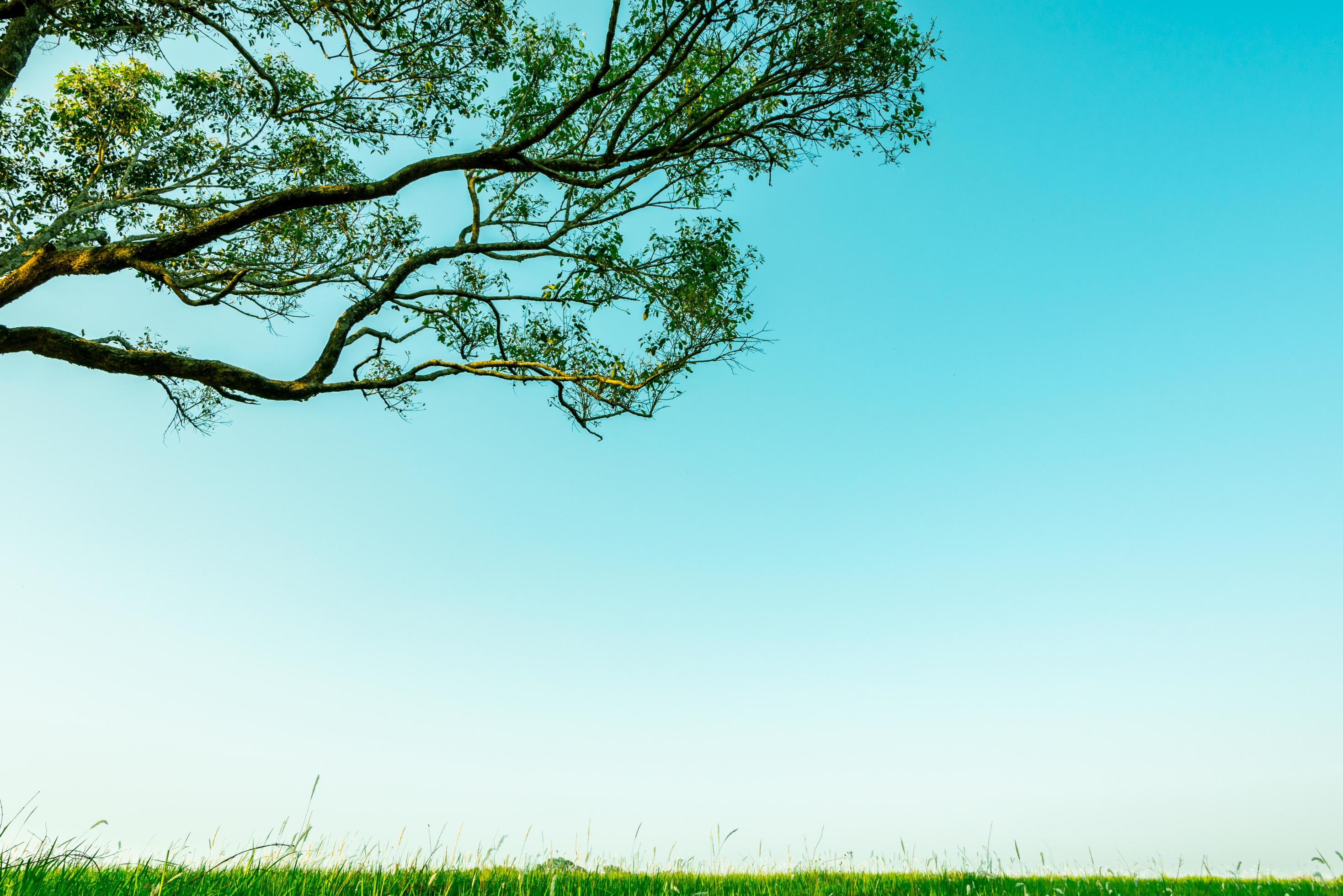Big green tree with beautiful branches pattern and green grass field ...