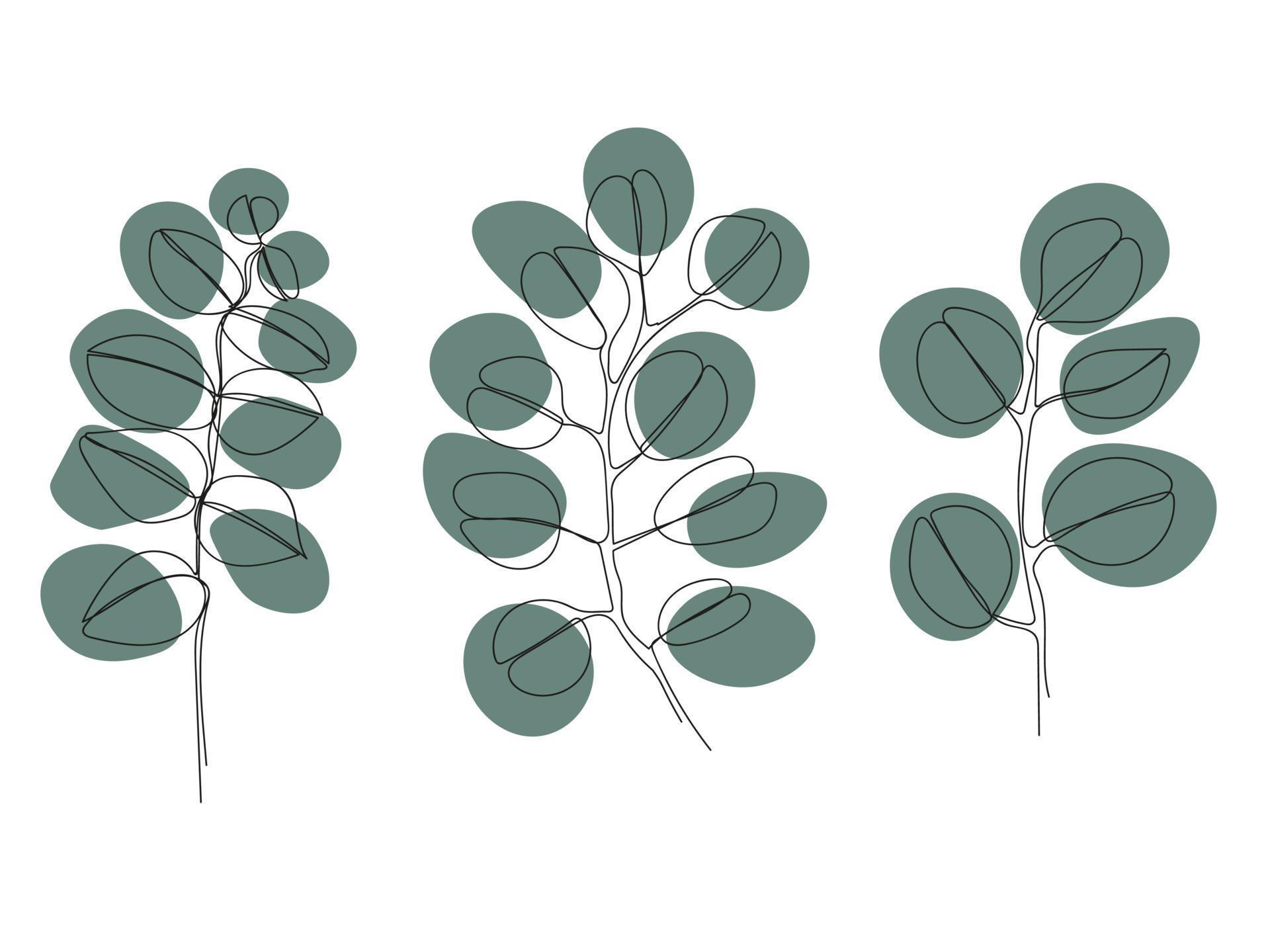 vector eucalyptus set 7794310 Vector Art at Vecteezy