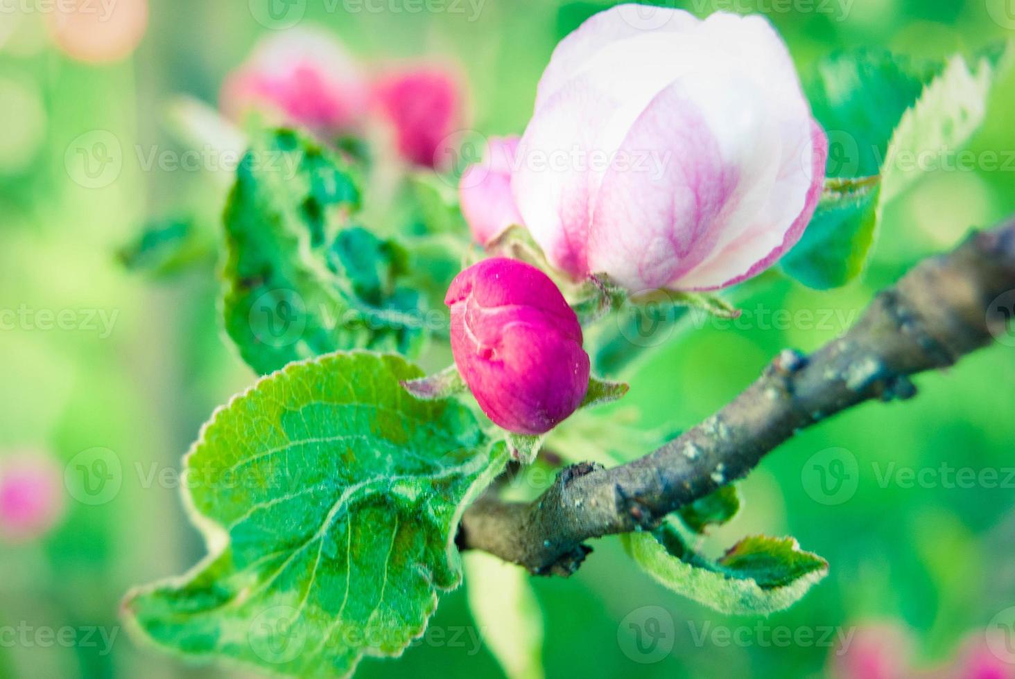 Pink apple flowers, beautiful spring background. 7917394 Stock Photo at ...