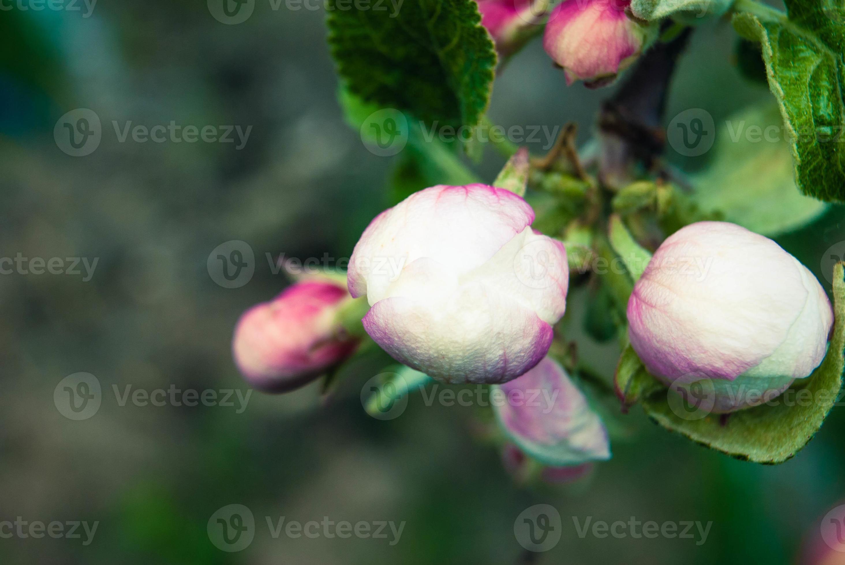 Fresh beautiful flowers of the apple tree. 7917428 Stock Photo at Vecteezy
