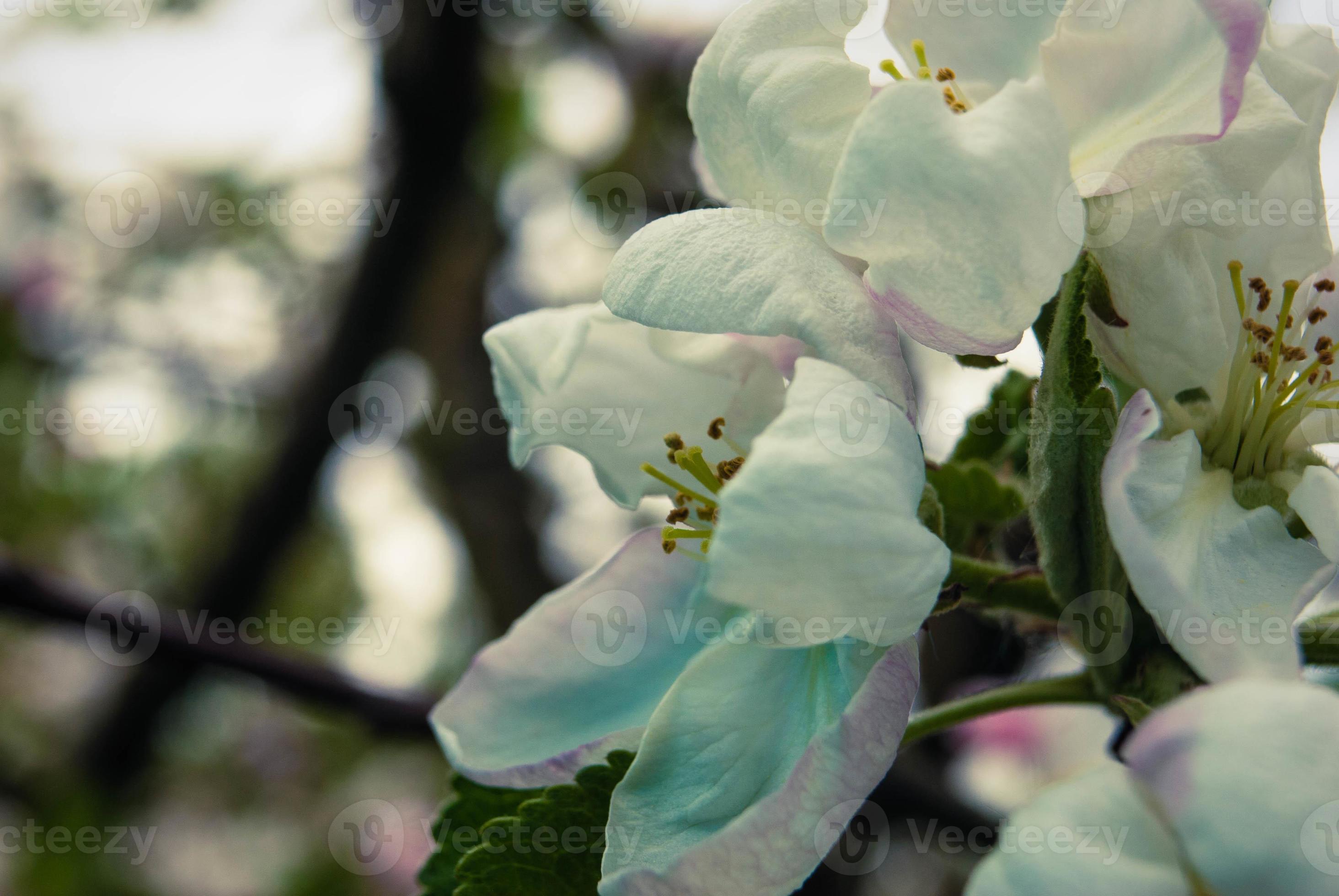 Fresh beautiful flowers of the apple tree. 7917731 Stock Photo at Vecteezy