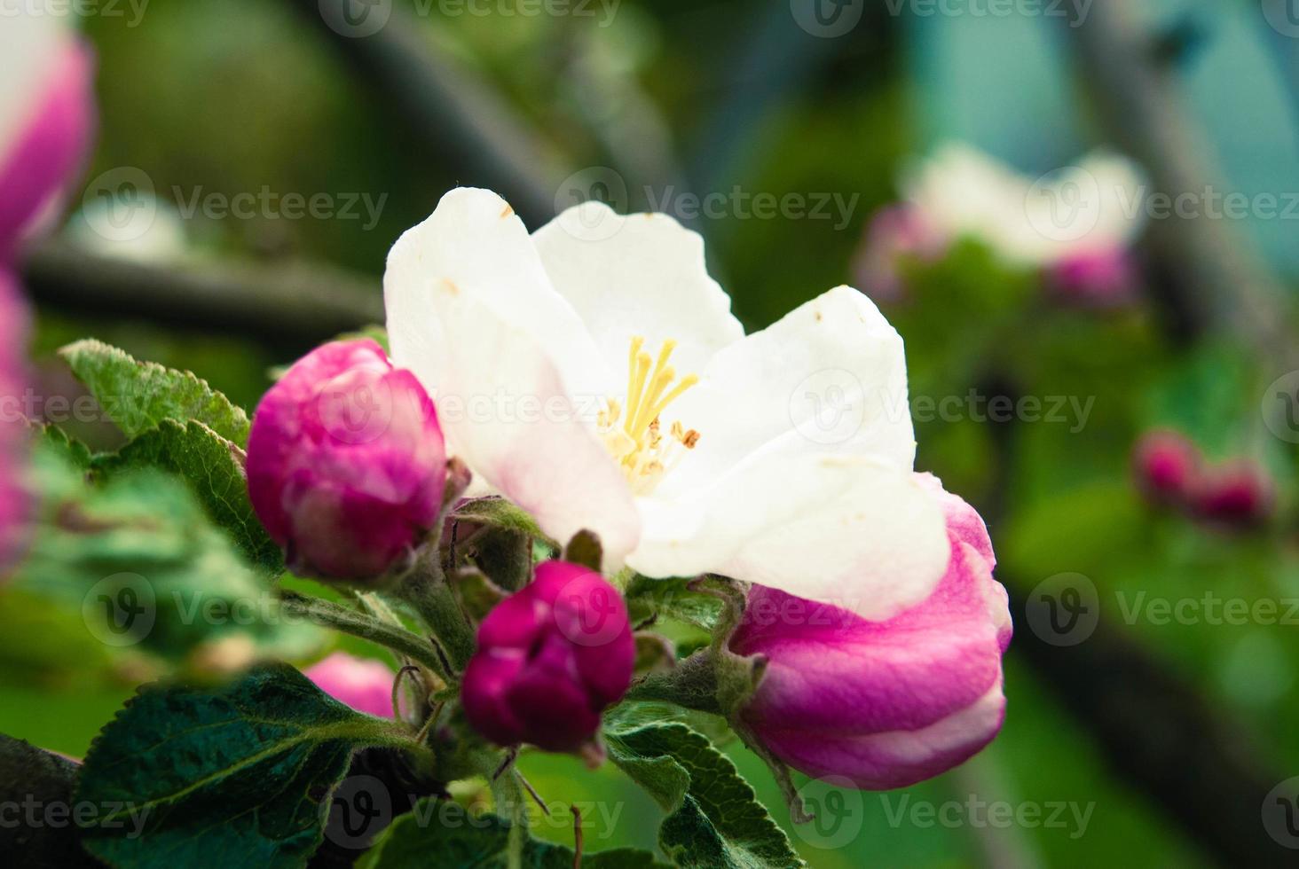 Fresh beautiful flowers of the apple tree. 7917732 Stock Photo at Vecteezy