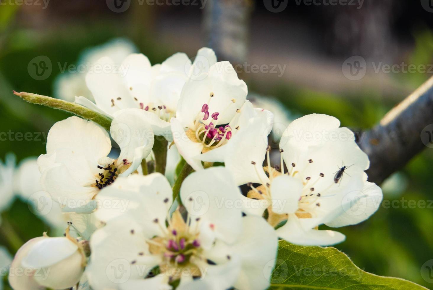 Fresh beautiful flowers of the apple tree. 7917855 Stock Photo at Vecteezy