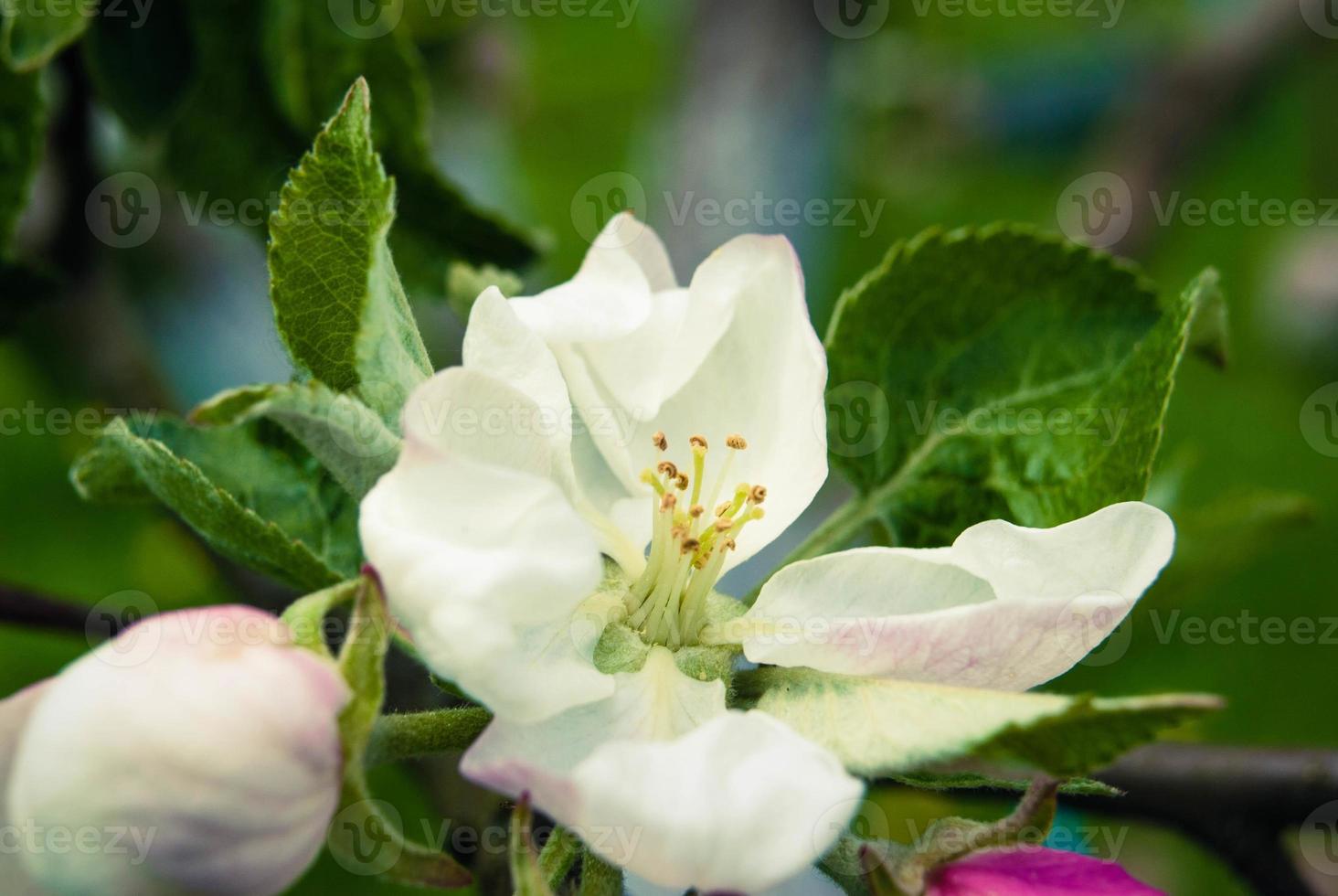 Beautiful pink apple flowers, spring background. 7917950 Stock Photo at ...