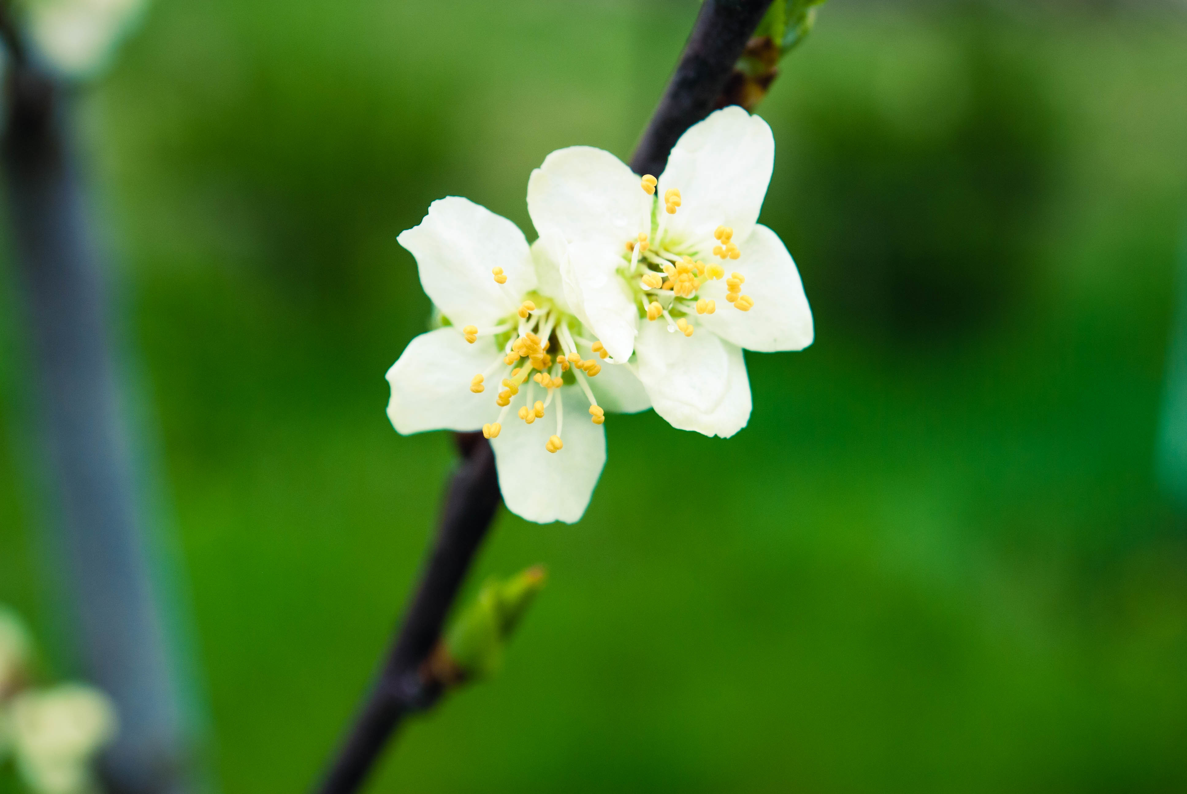 Japan Sky Stock Photos, Images and Backgrounds for Free Download