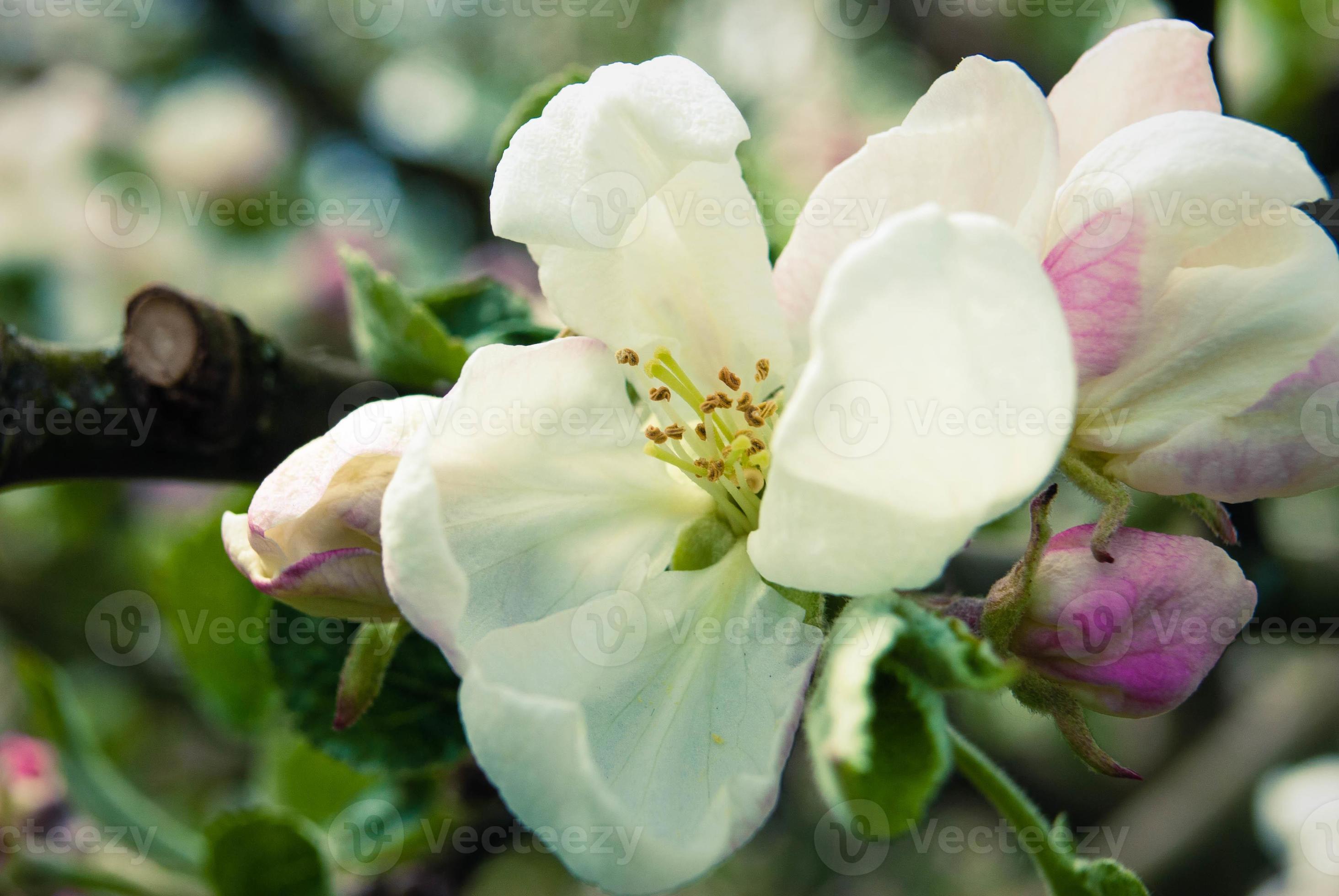 Beautiful pink apple flowers, spring background. 7918086 Stock Photo at ...